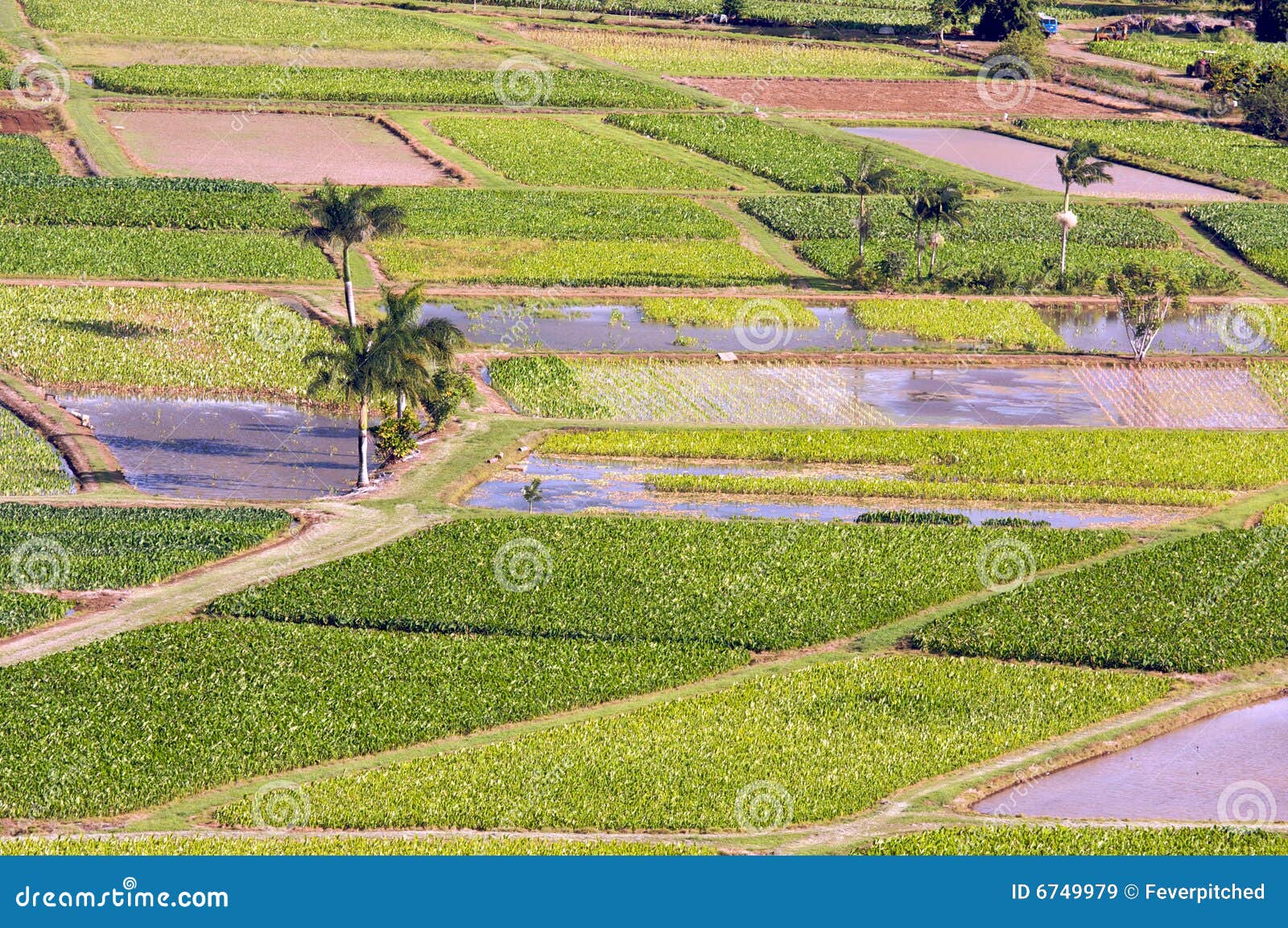 Hanalei Valley and Taro Fields Stock Image - Image of hawaiian, farming ...