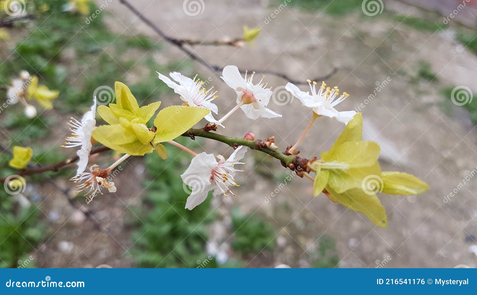 Hanami Flowers and Buds on Spring Branches Like Sakura Cherry Blossoms ...