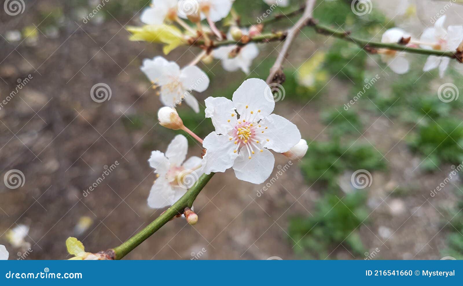 Hanami Flowers and Buds on Spring Branches Like Sakura Cherry Blossoms ...