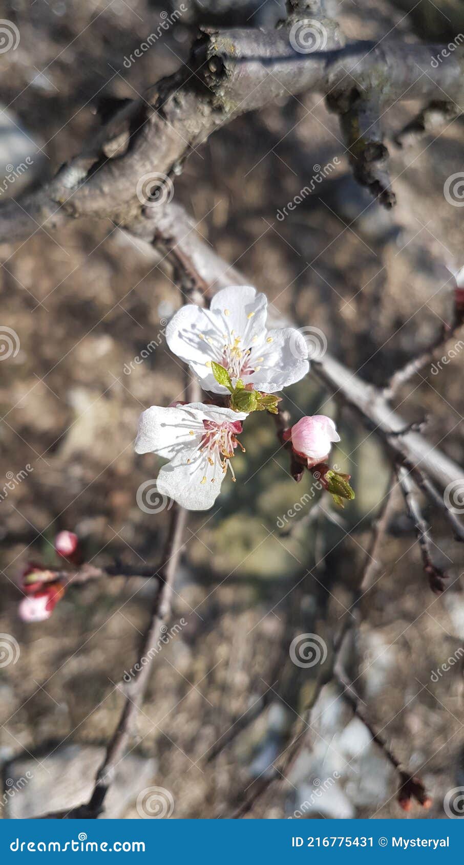 Hanami. Flowers and Buds on Spring Branches Like Sakura Cherry Blossoms ...