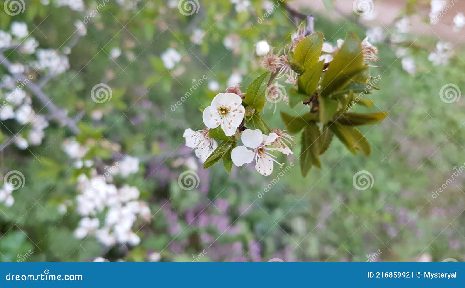 Hanami. Flowers and Buds on Spring Branches Like Sakura Cherry Blossoms ...