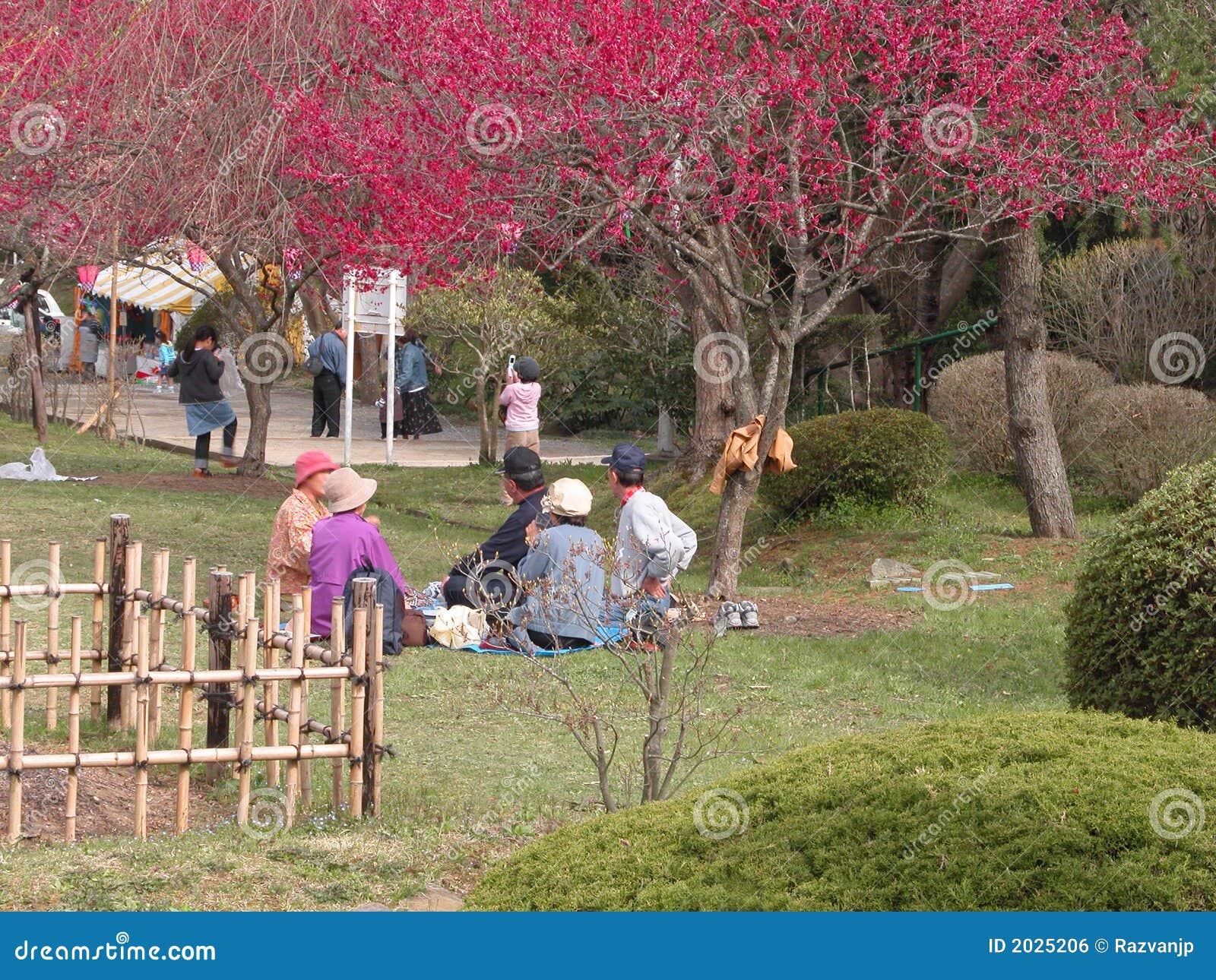 Hanami party stock photo. Image of flowers, postcard, spring - 2025206