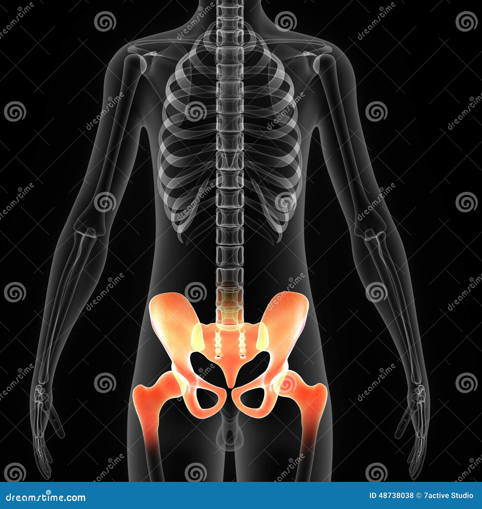 Hanche pelvienne illustration stock. Illustration du douleur - 48738038