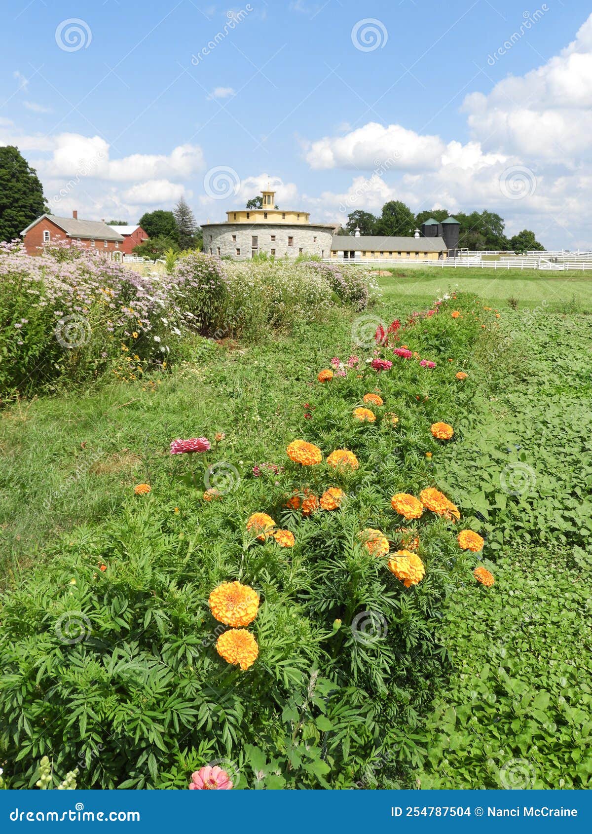 View of Shaker Round Barn and Flower Fields Stock Photo - Image of ...