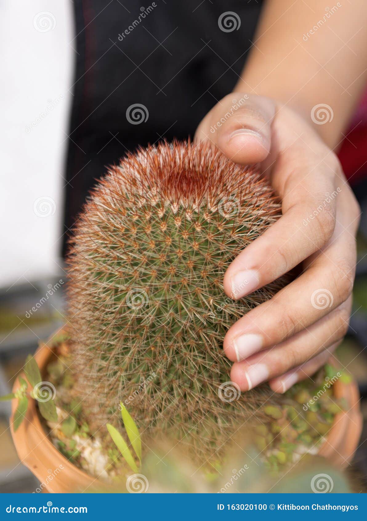 178 Hand Touch Cactus Photos - Free & Royalty-Free Stock Photos from ...