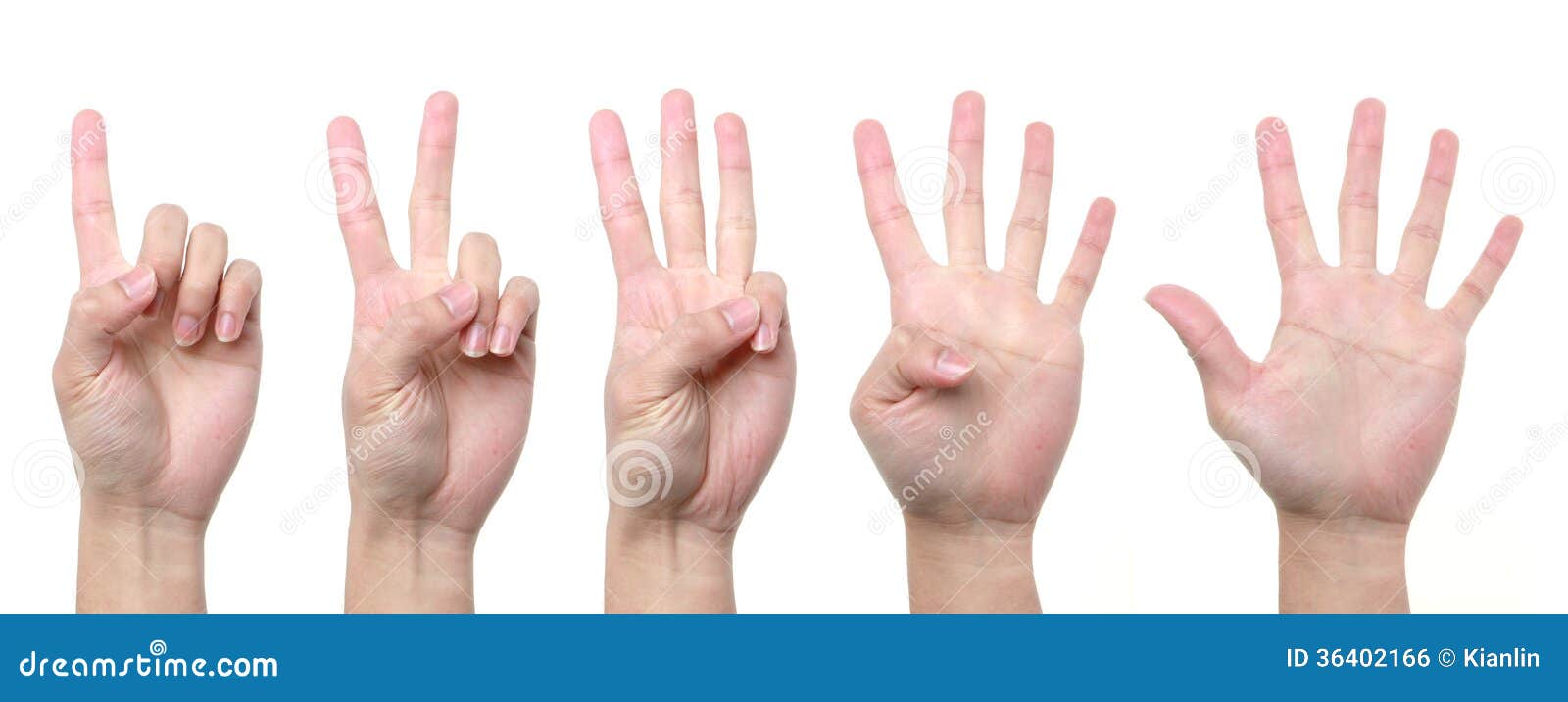 1 Hand 2 3 4 5 stockfoto. Bild von fünf, palme, gesten - 36402166