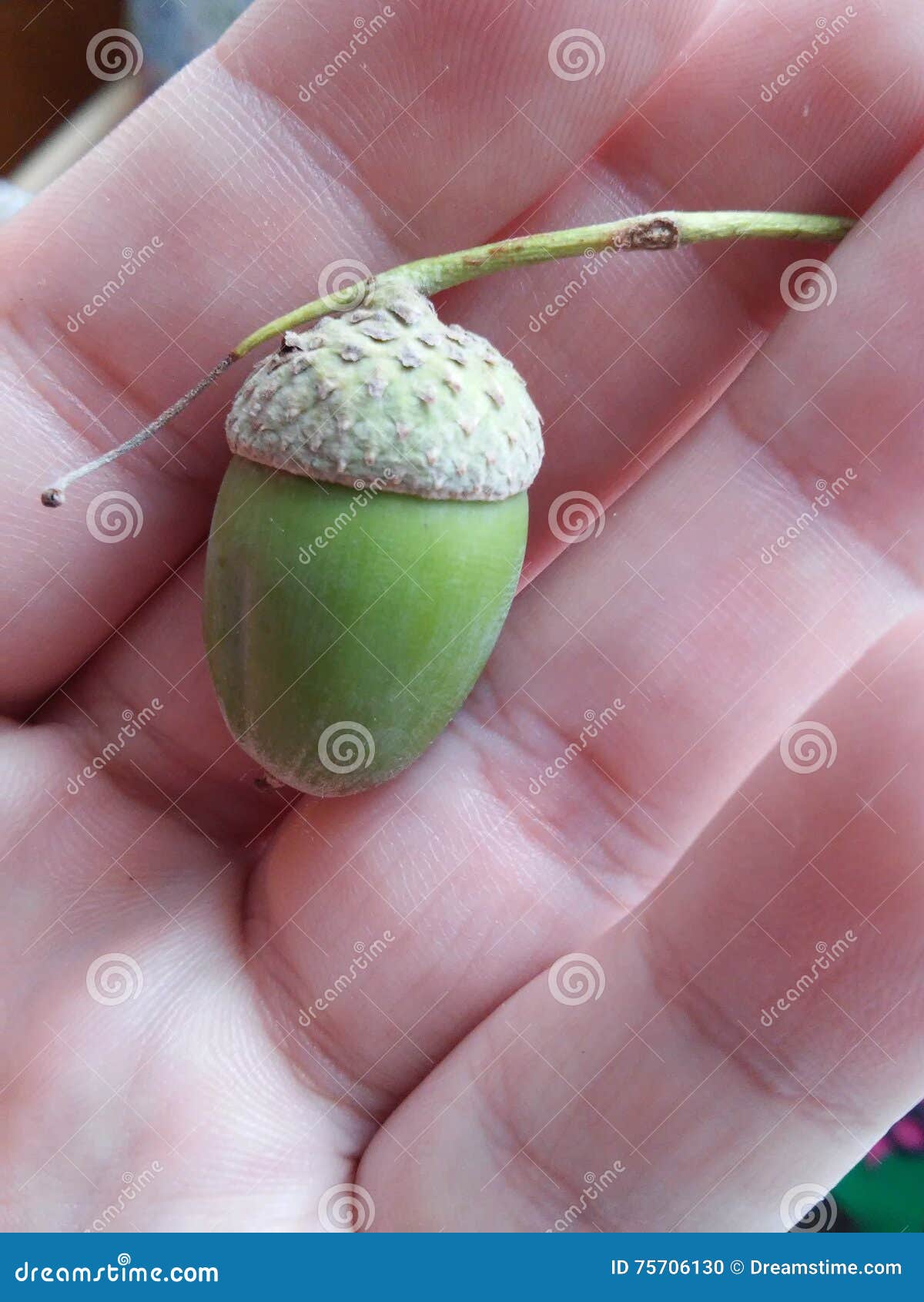 Hand and acorn stock photo. Image of four, acorn, summer - 75706130