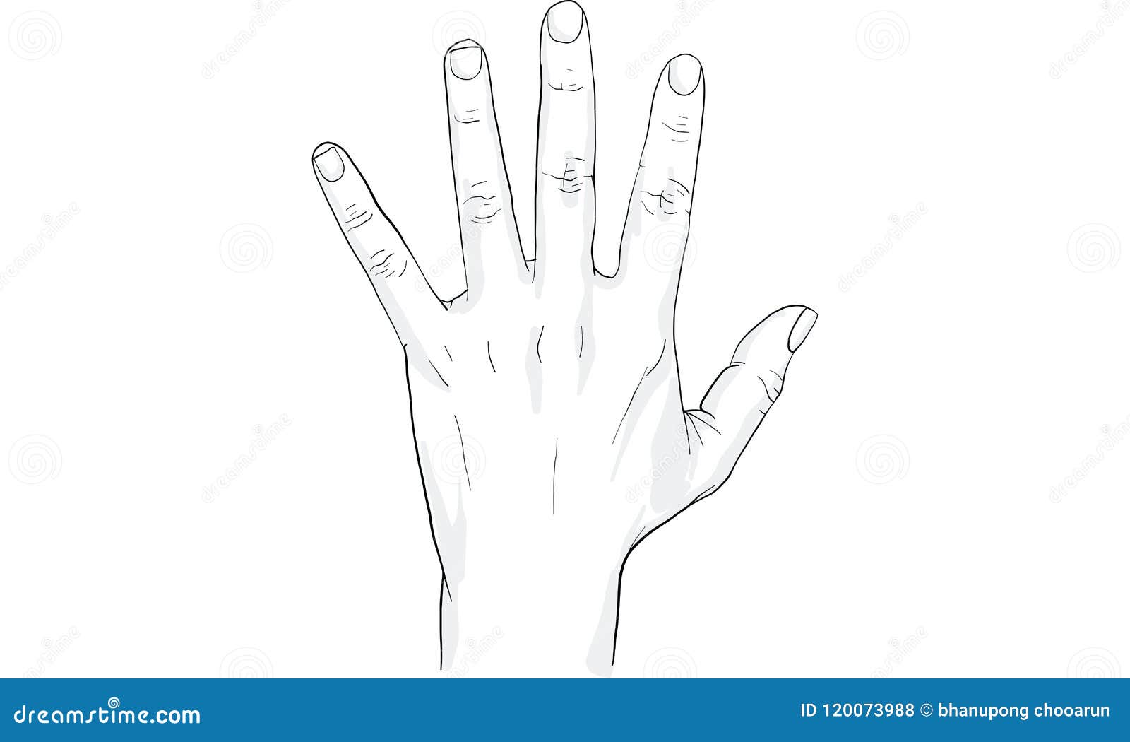 Hand Action Vector, Hand Palm Stock Vector - Illustration of love, hand ...