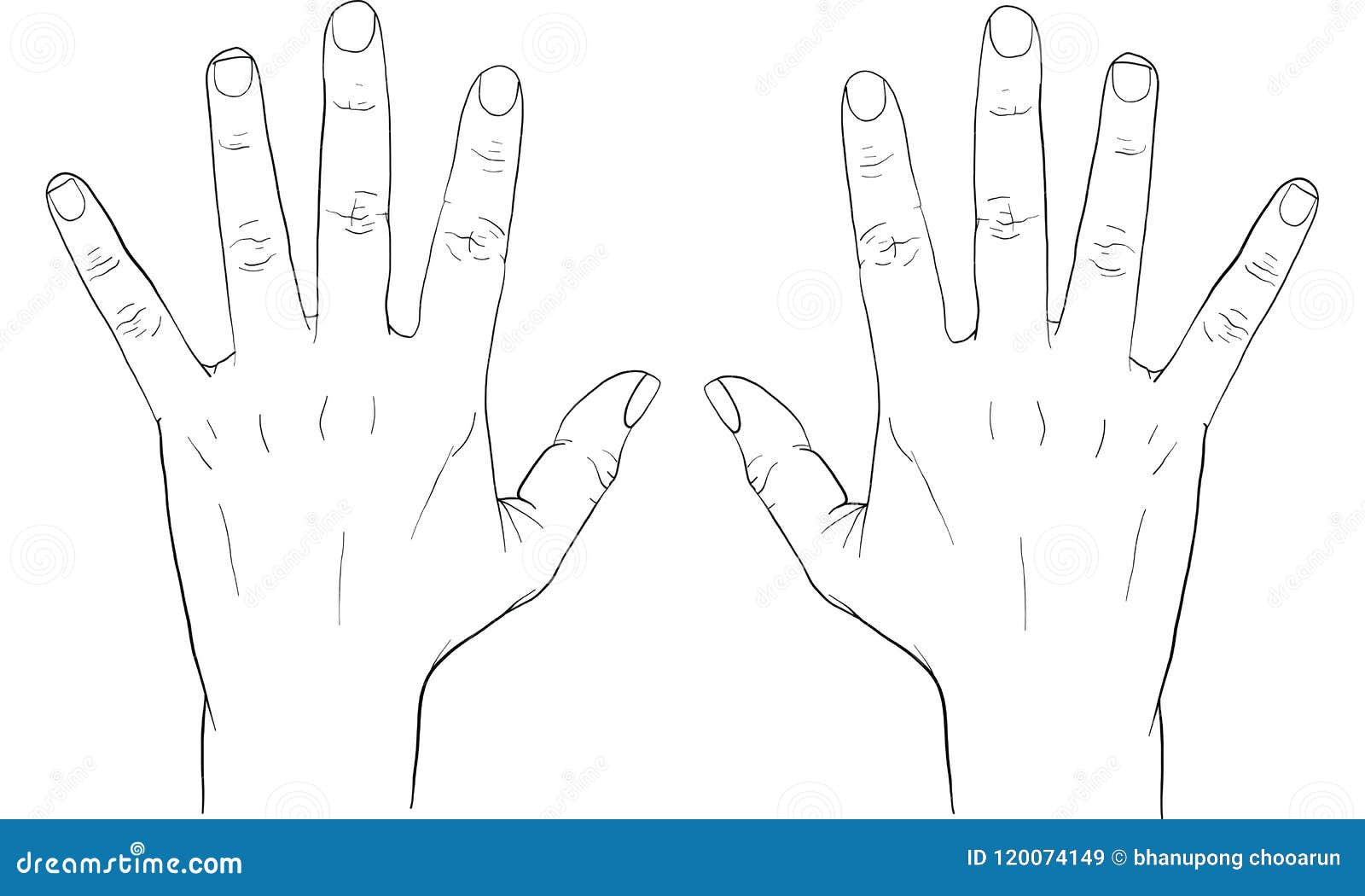 Hand Action Vector, Hand Palm Stock Vector - Illustration of female ...