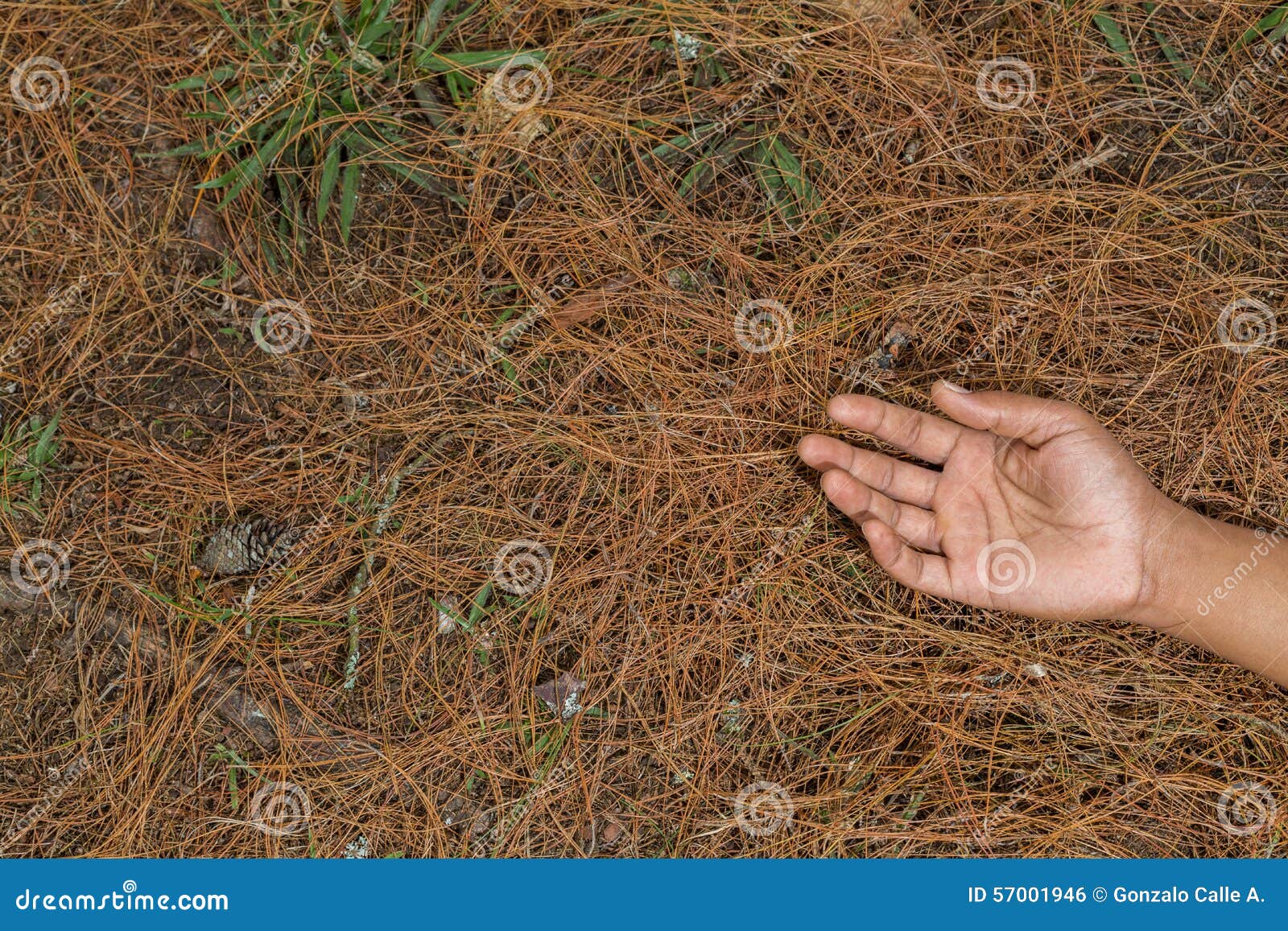 Hand of African American Man in the Forest Floor Stock Photo - Image of ...
