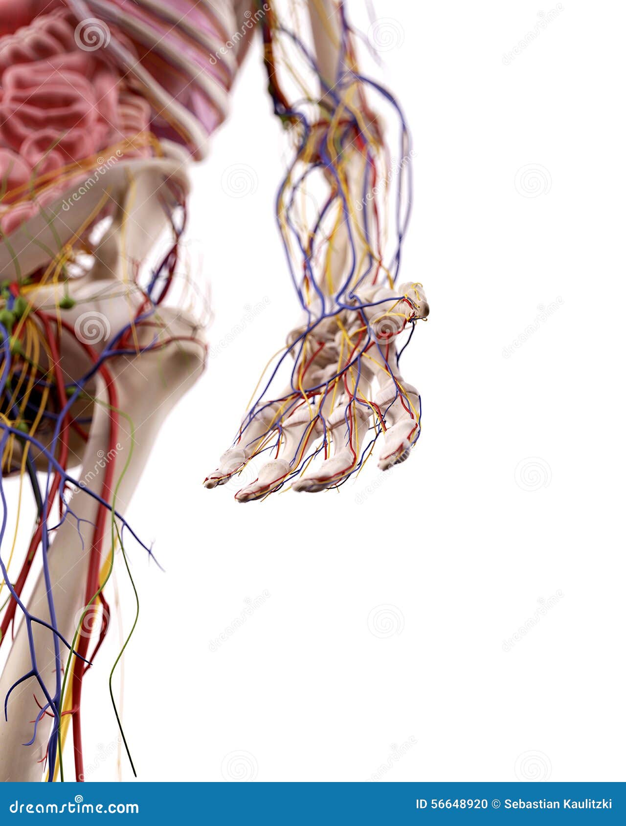 Hand Anatomy Royalty-Free Illustration | CartoonDealer.com #19282200