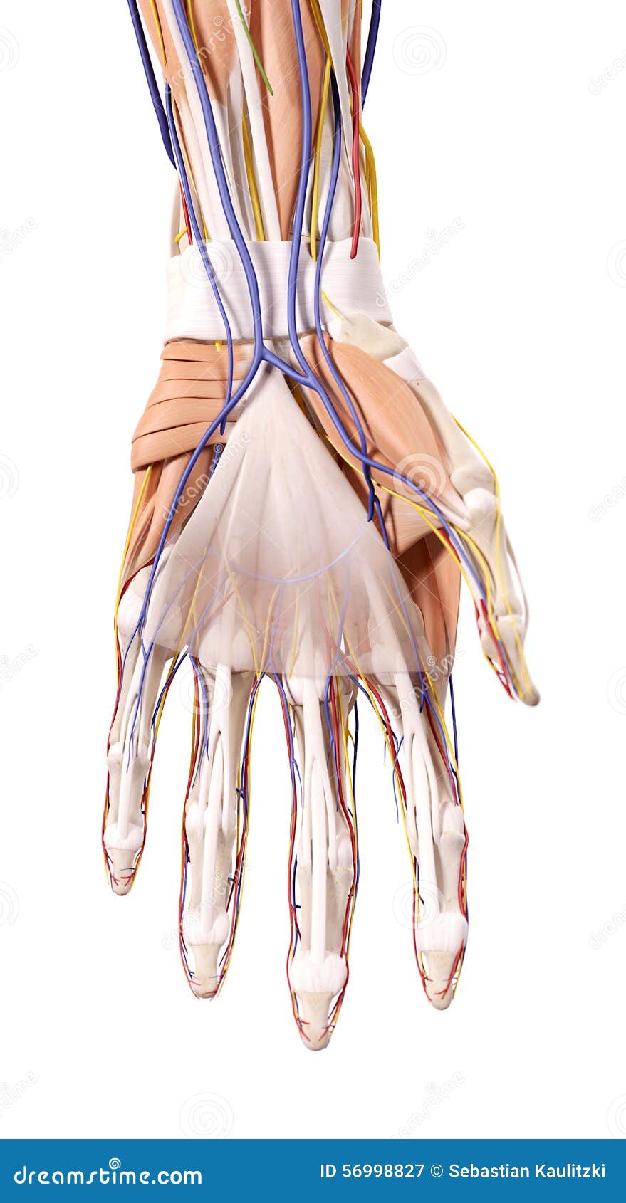 The hand anatomy stock illustration. Illustration of rendering - 56998827