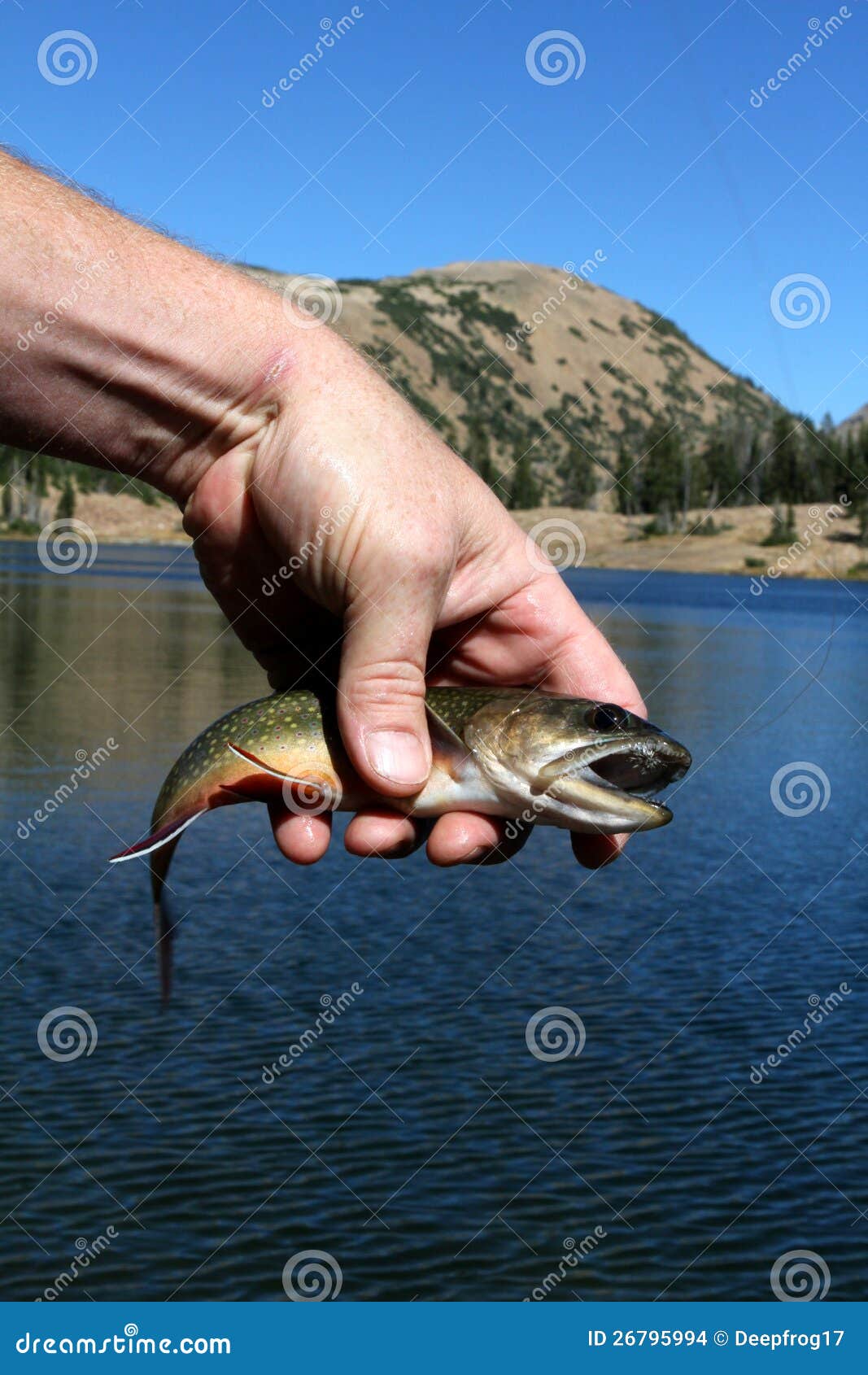 Hand of angler with fish stock photo. Image of person - 26795994