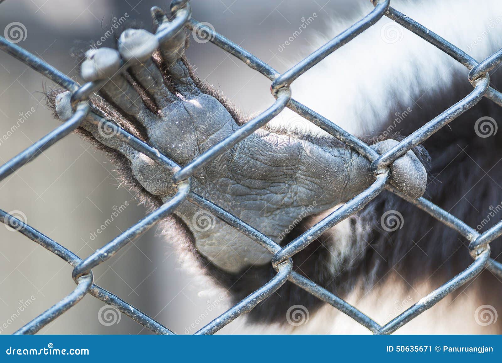 Hand animal in cage stock image. Image of captive, hand - 50635671