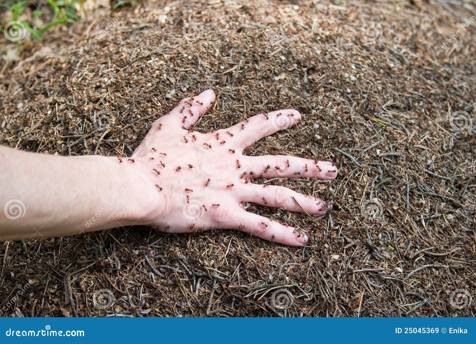 Hand on an ant hill stock image. Image of nature, human - 25045369
