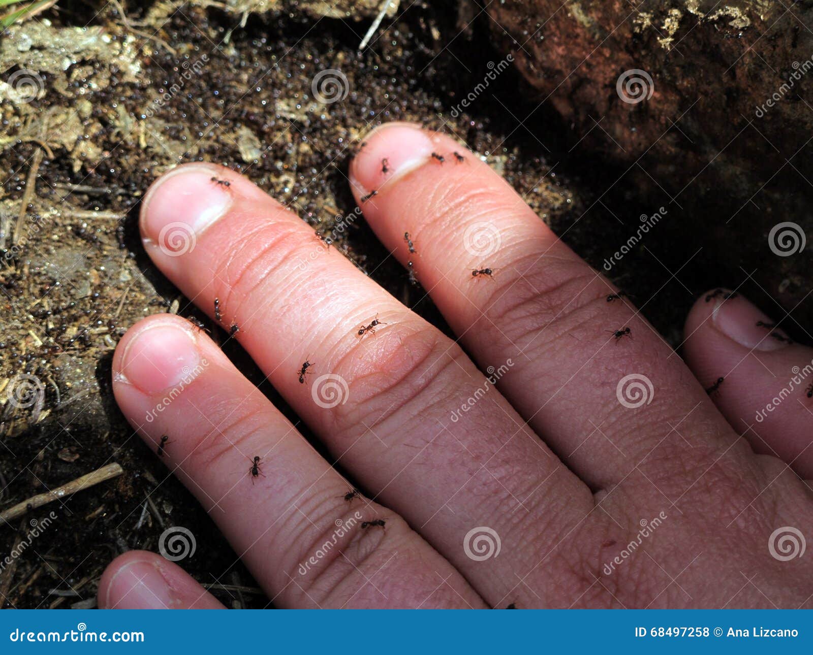 227 Hand Ants Photos - Free & Royalty-Free Stock Photos from Dreamstime