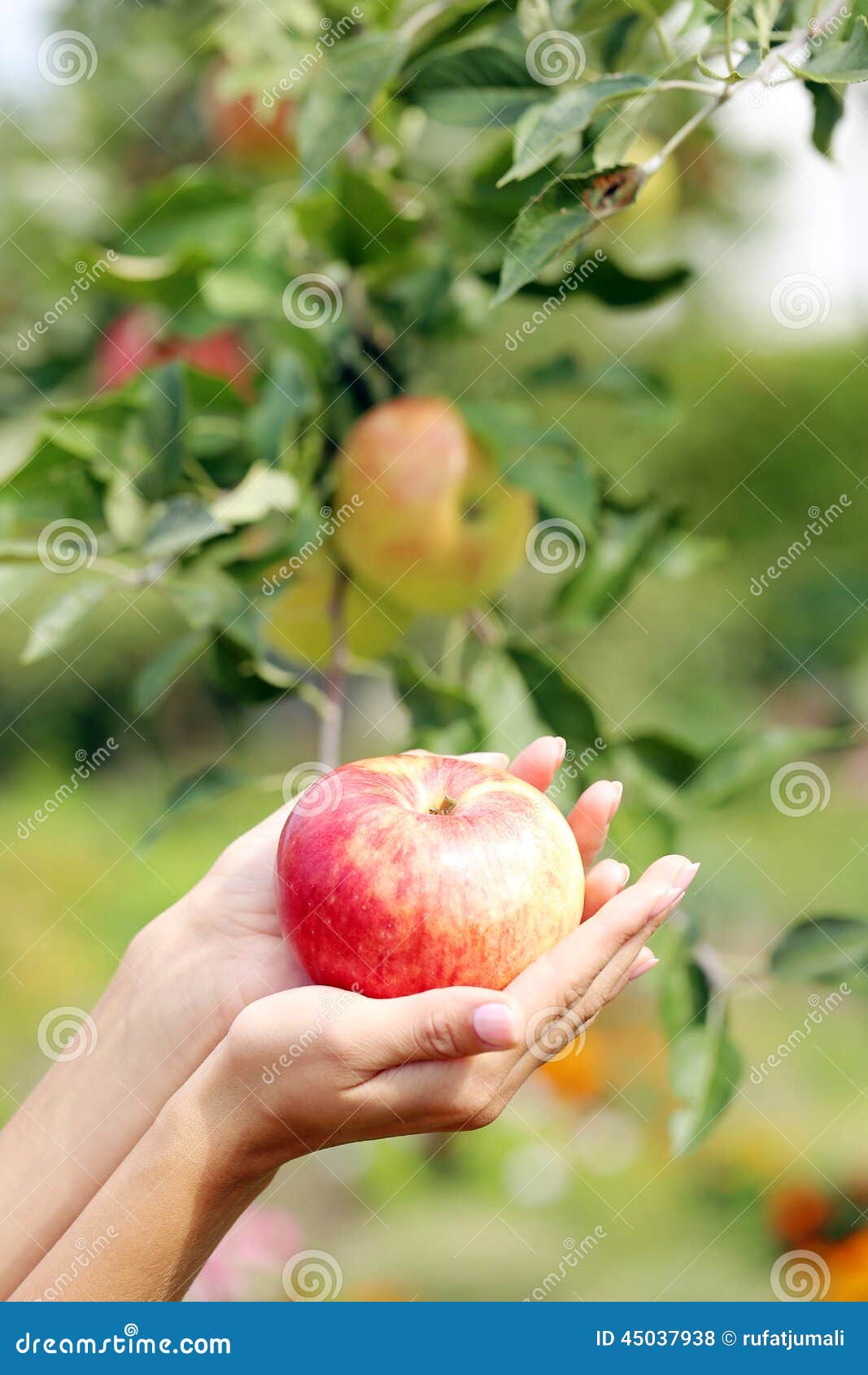 Hand and an apple stock photo. Image of light, garden - 45037938
