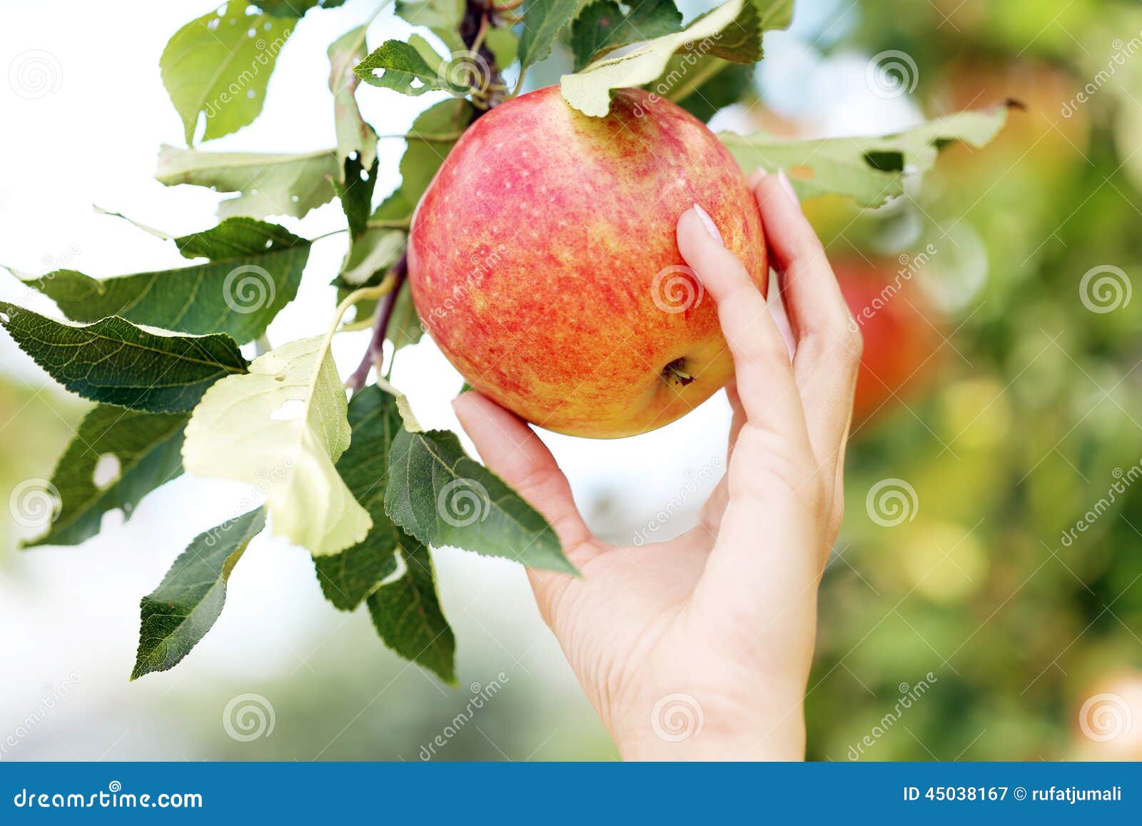 Hand and an apple stock image. Image of bundle, health - 45038167