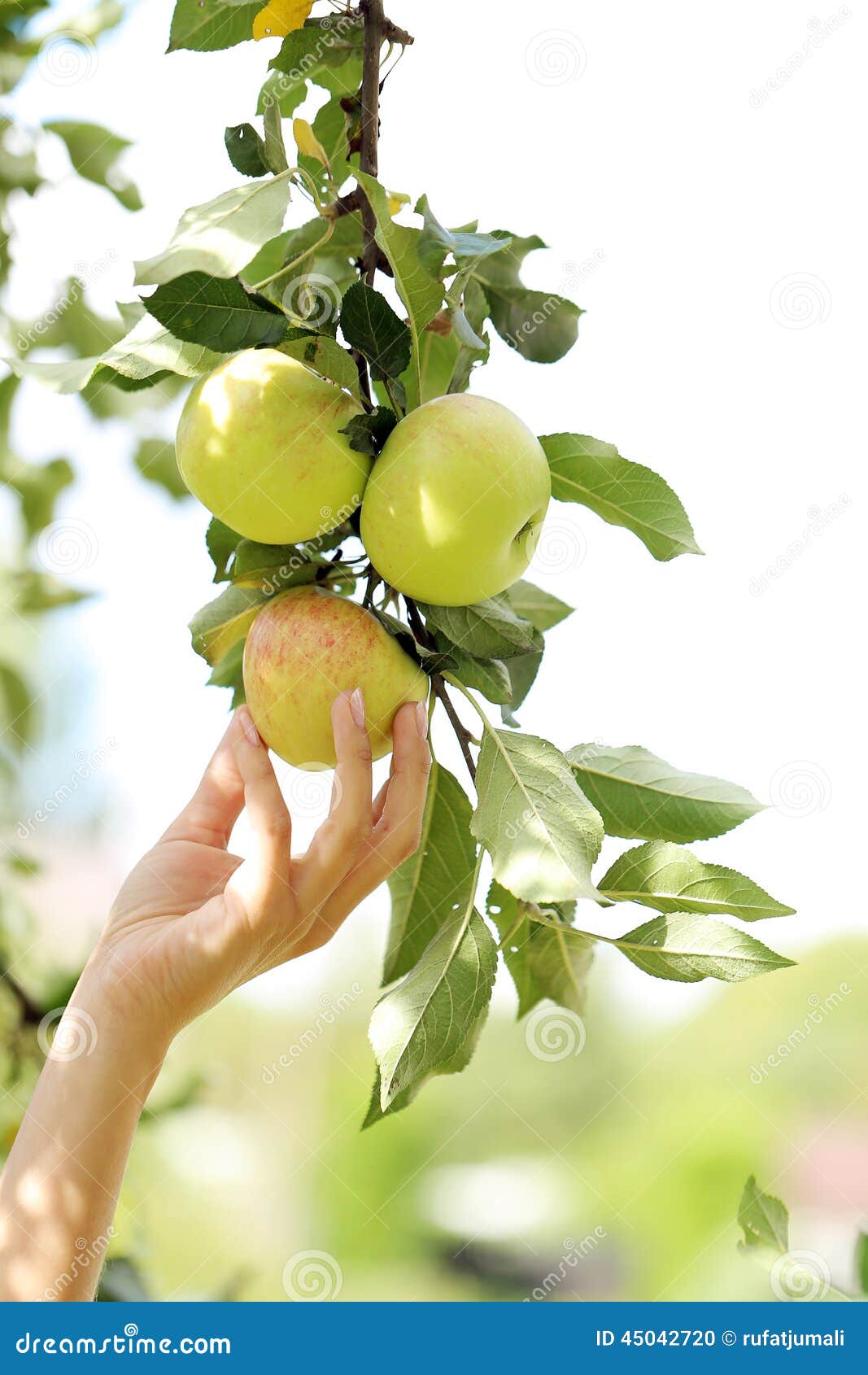 Hand and an apple stock photo. Image of august, fresh - 45042720