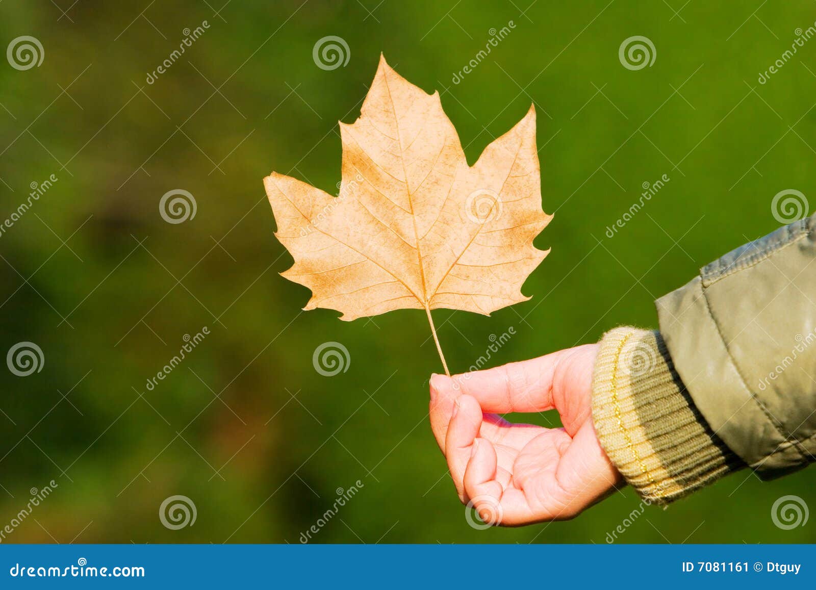 Hand in autumn leaf stock image. Image of plant, phoenix - 7081161