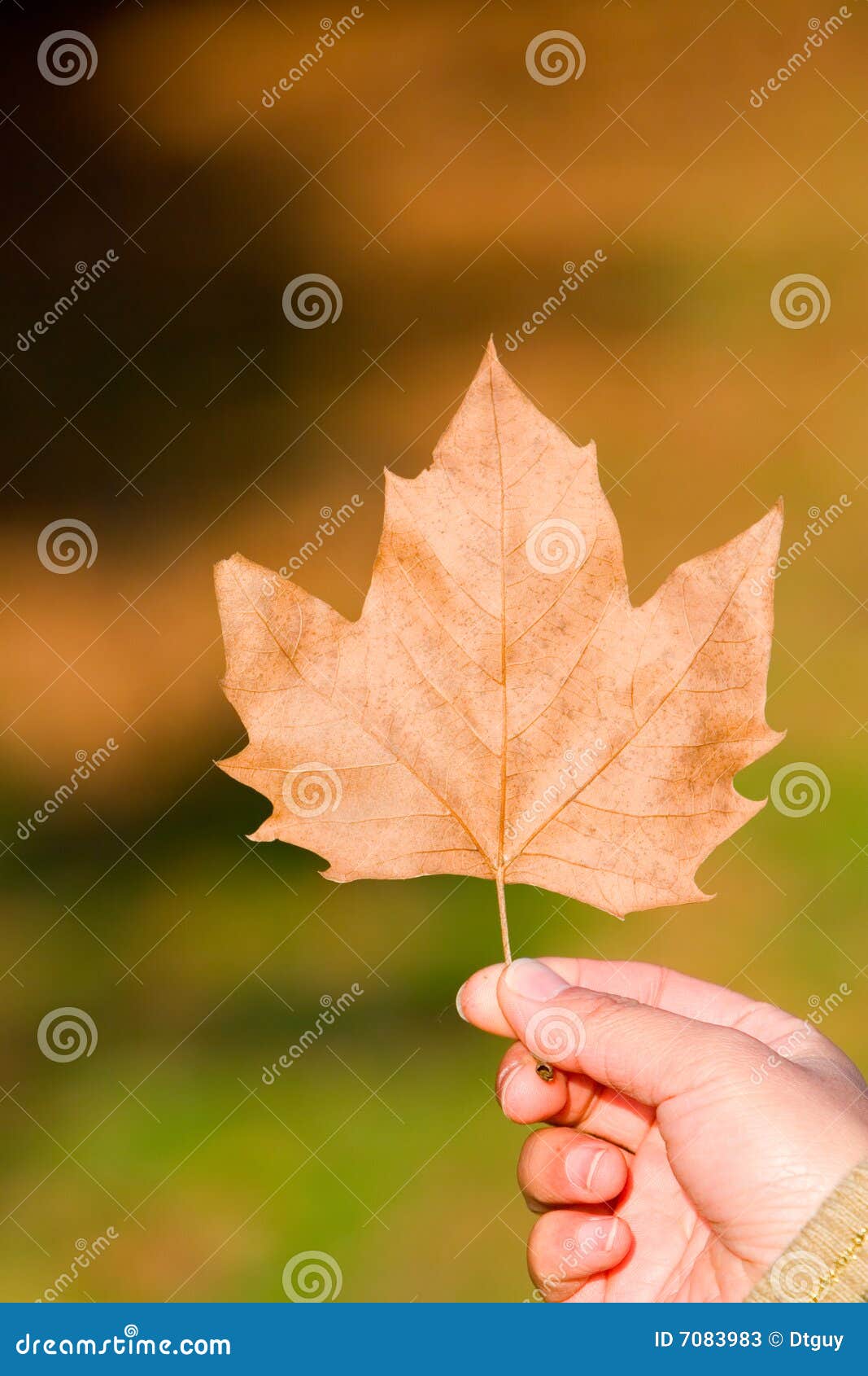 Hand in autumn leaf stock image. Image of venation, leaf - 7083983