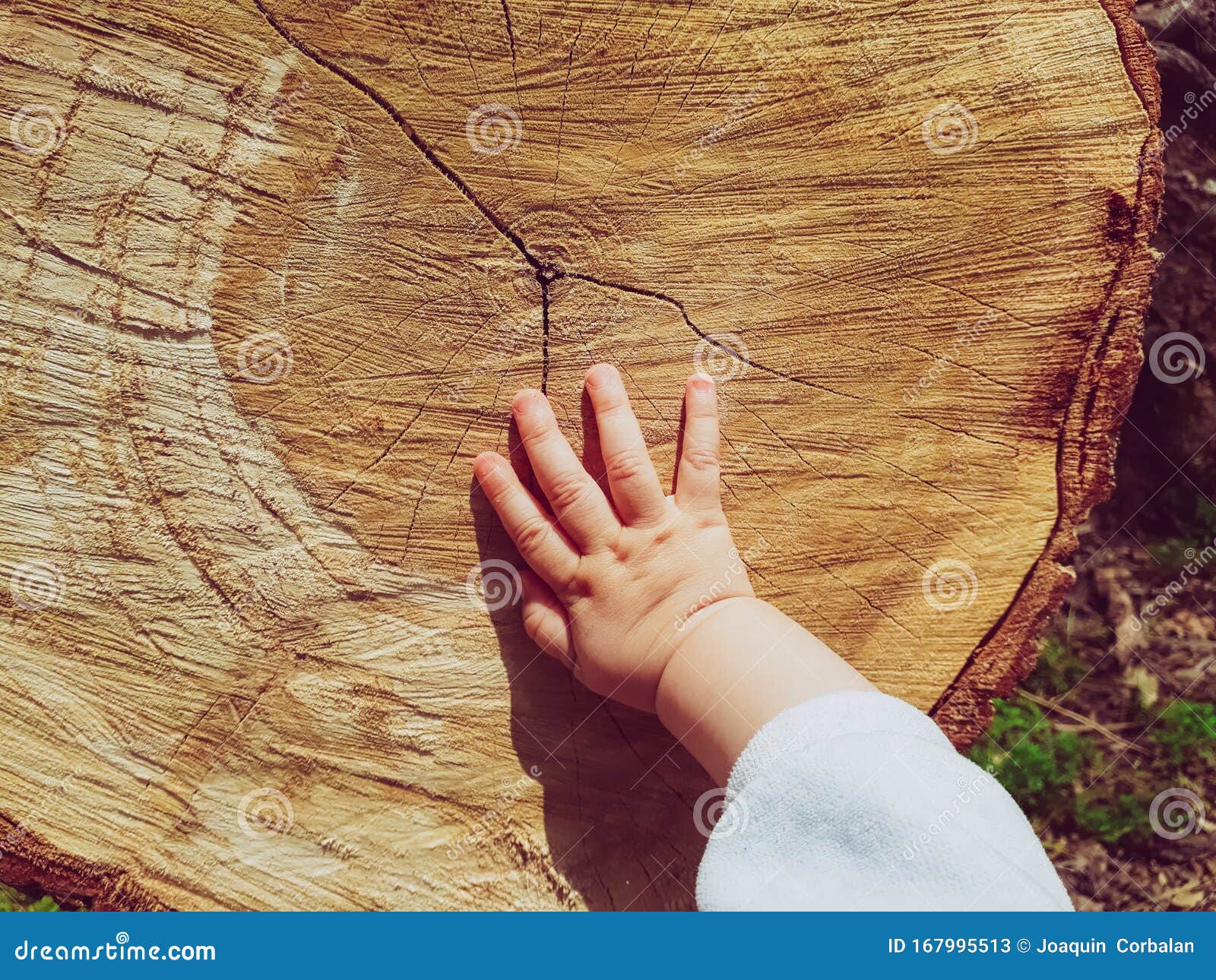 Hand of a Baby Touching the Texture of a Sawn Tree Trunk Stock Image ...