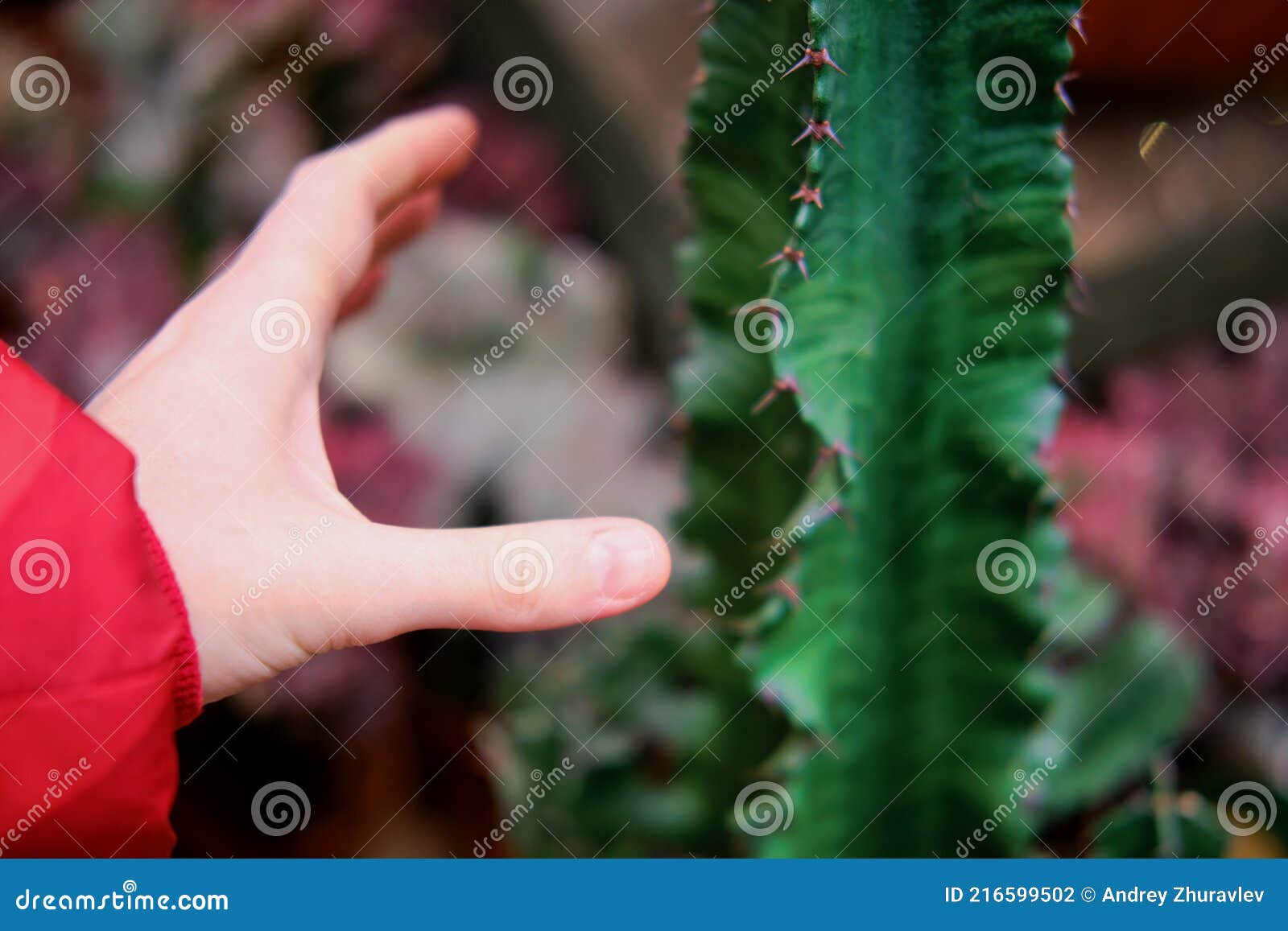 Hand With Thorns Holding A Pink Rose. Minimal Creative Concept Art ...