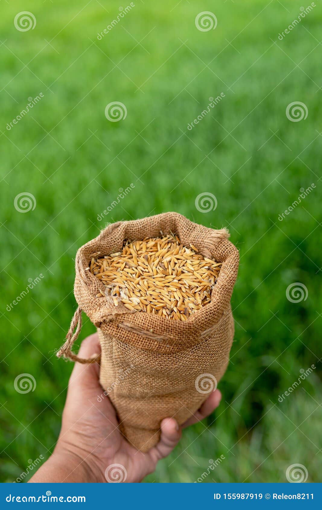 Hand Bags of Paddy Sacks Rice Stock Image - Image of agriculture, grain ...