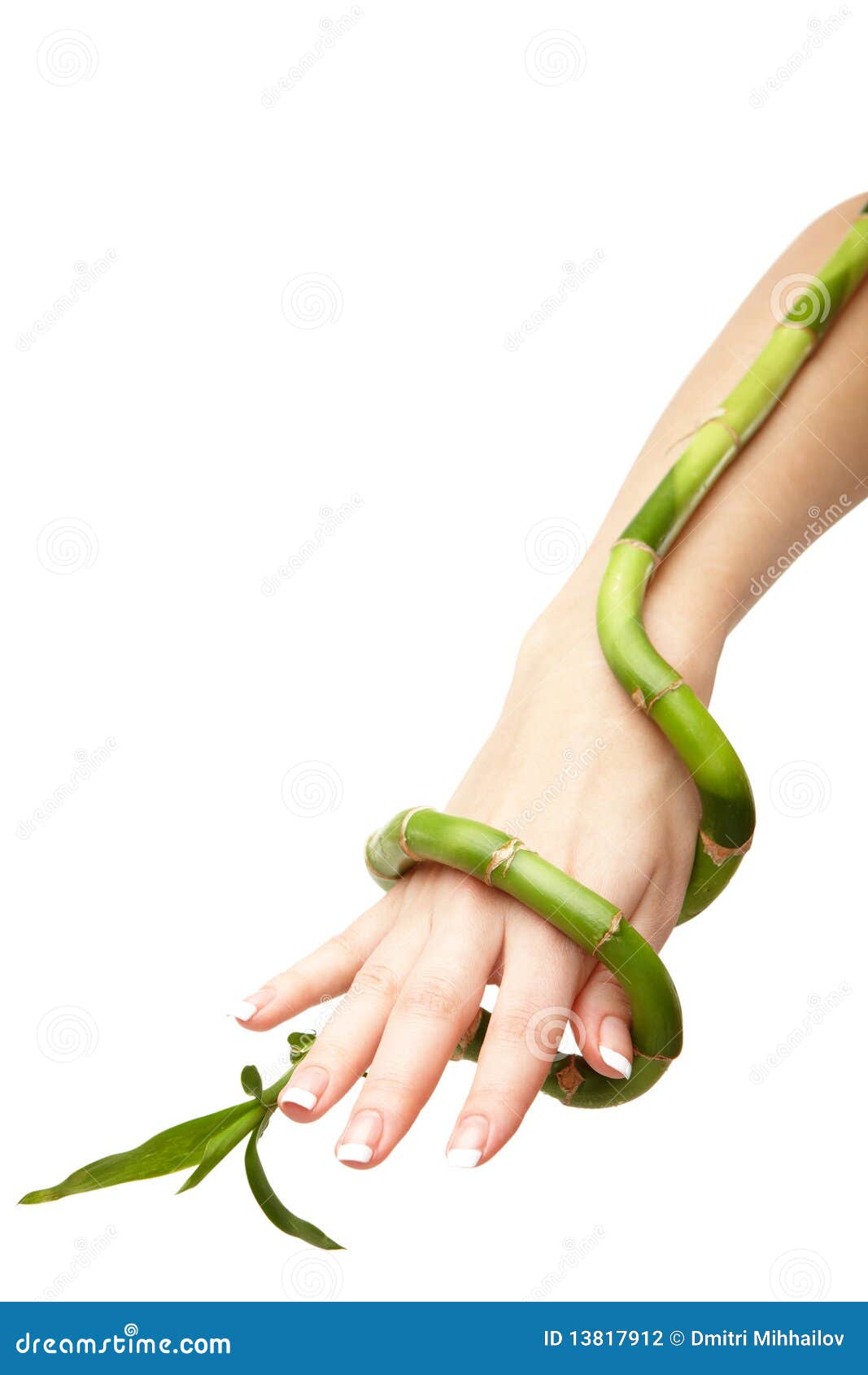 Hand and bamboo stock photo. Image of finger, hand, closeup - 13817912