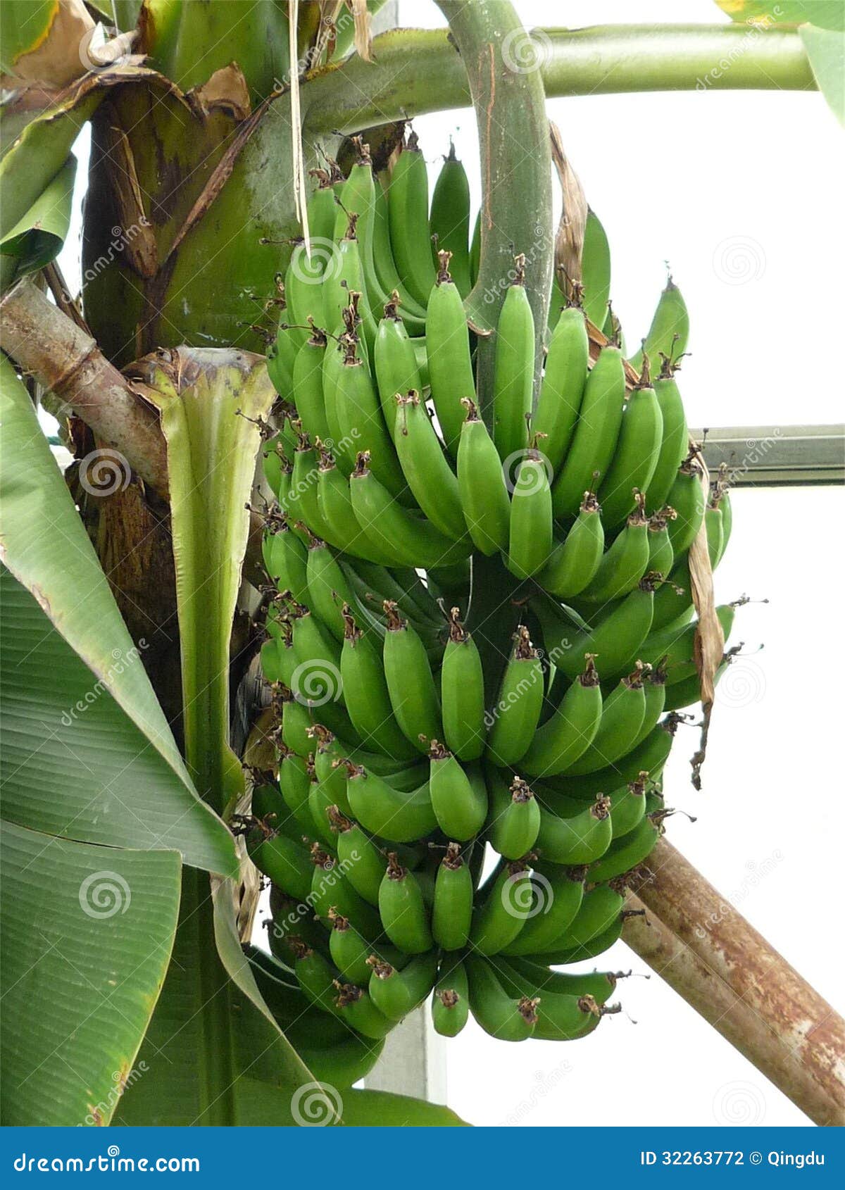 A hand of bananas stock photo. Image of park, leaves - 32263772