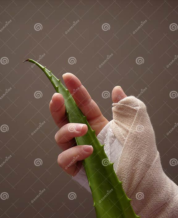 Hand with Bandage Holding Aloe Vera Leaf Stock Image - Image of ...