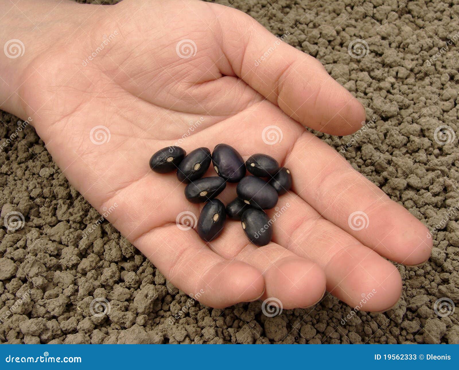 Hand with beans stock image. Image of cultivation, black - 19562333