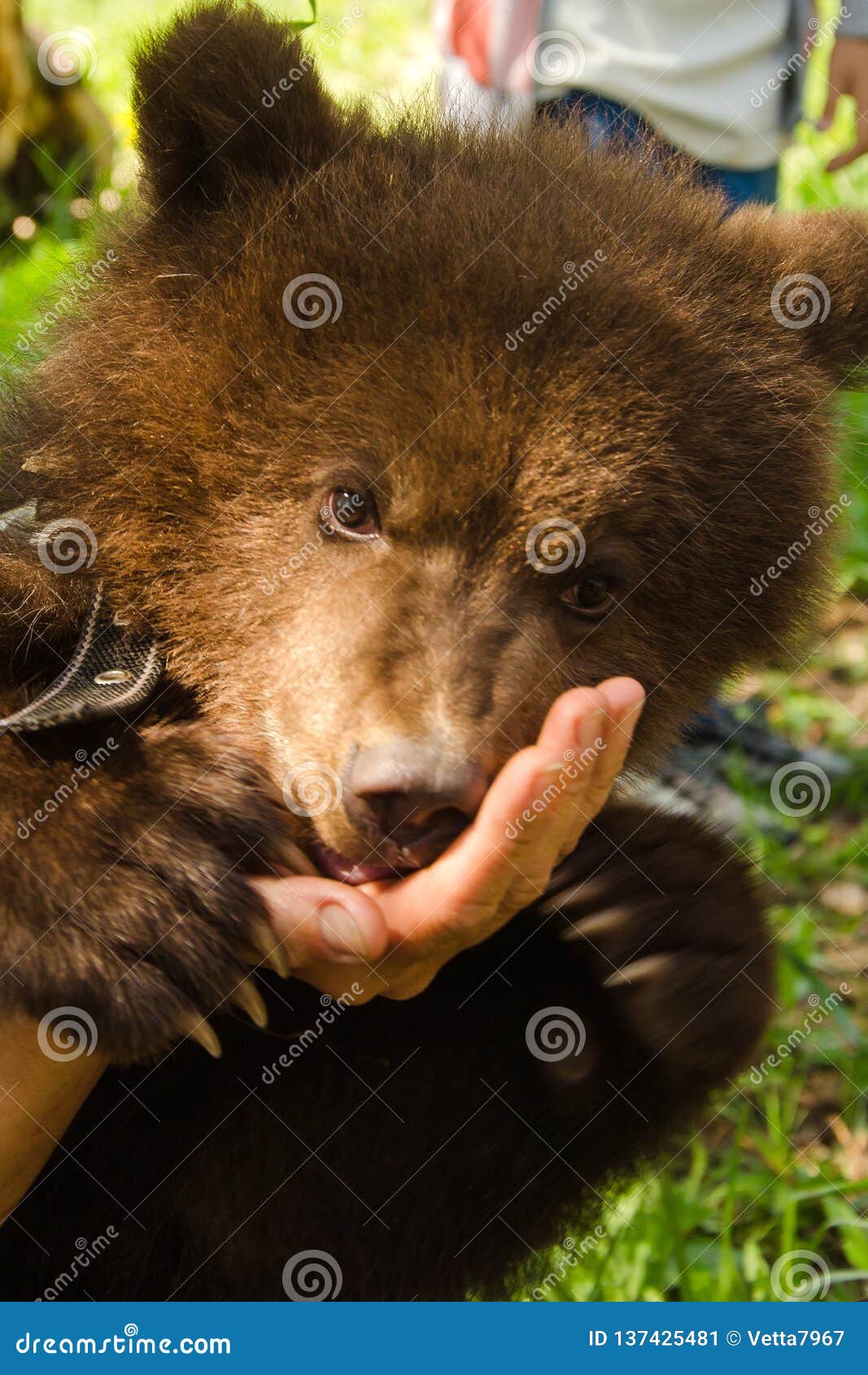 Hand Bear stock image. Image of animals, evil, dangerous - 137425481