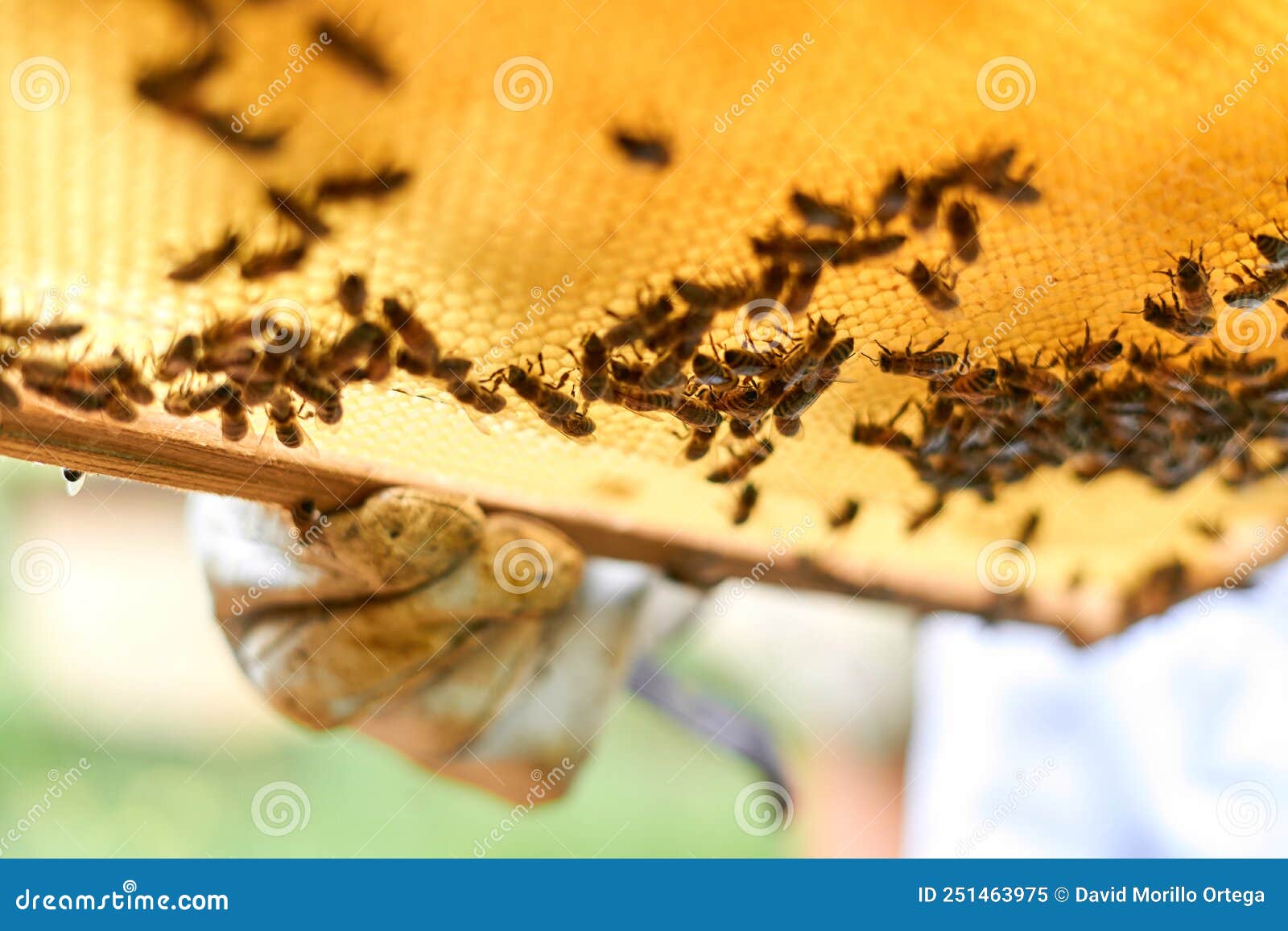 Hand of a Beekeeper with Glove Holding a Bee Hive Stock Image - Image ...
