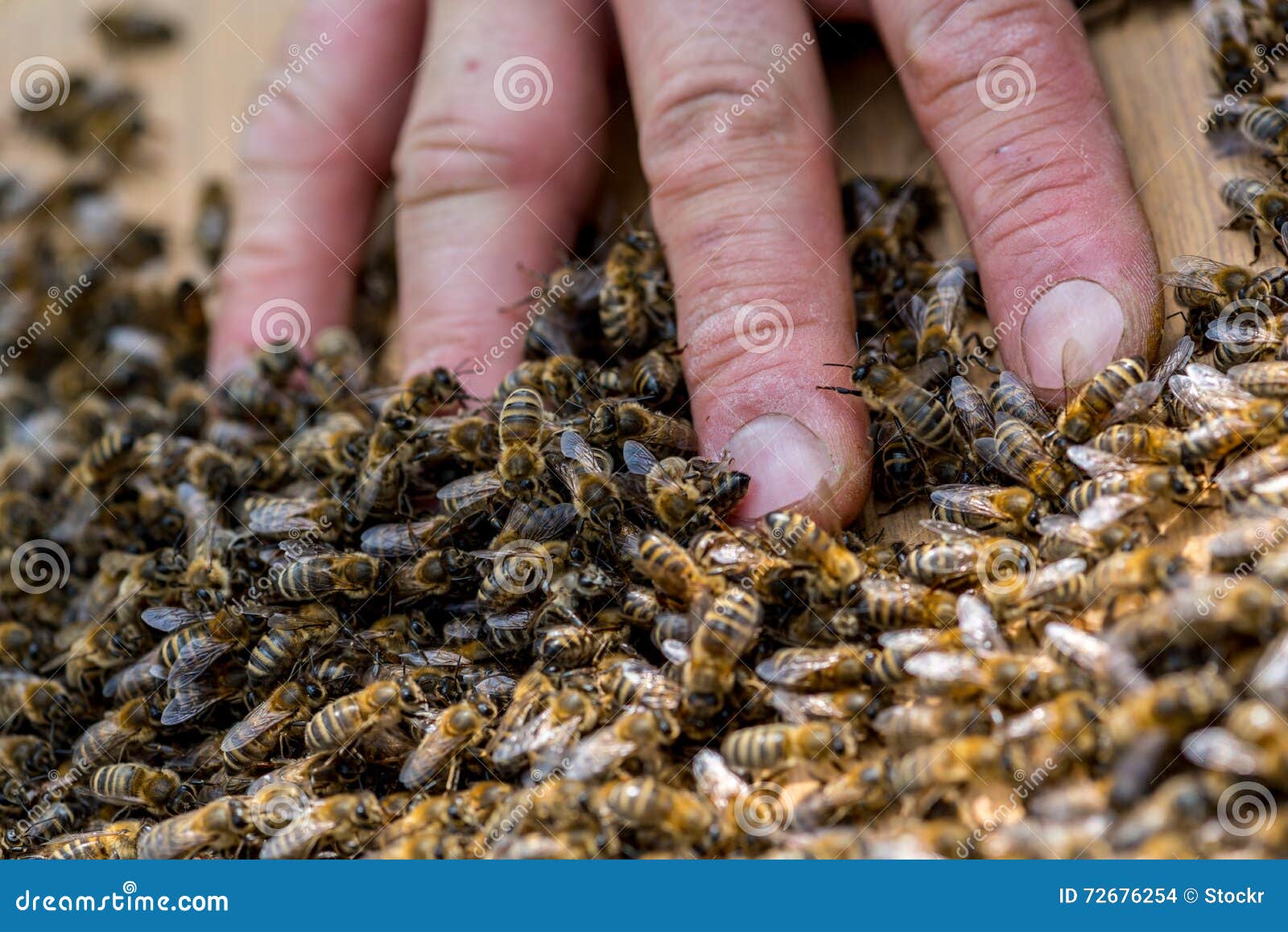 Hand of Beekeeper in the Swarm Stock Photo - Image of social, apiary ...