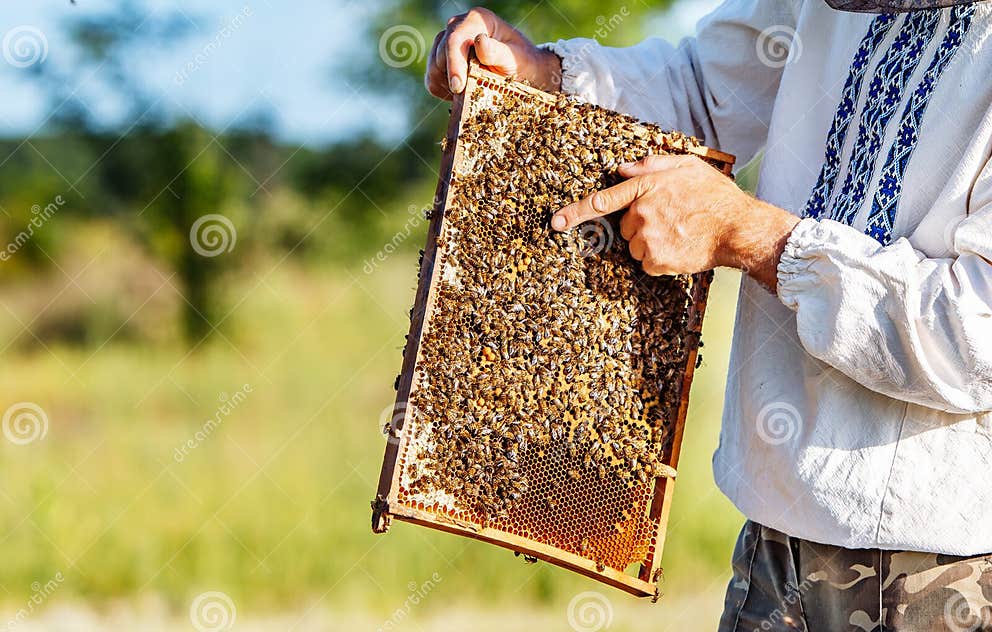 Hand of Beekeeper is Working with Bees and Beehives on the Apiary. Bees ...