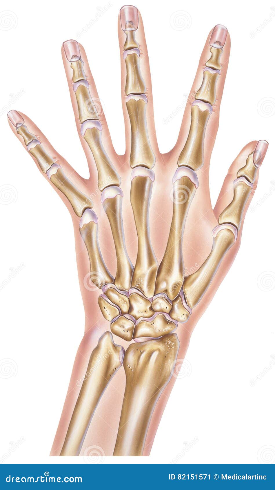 Hand - ben och skarvar stock illustrationer. Illustration av tunnel ...