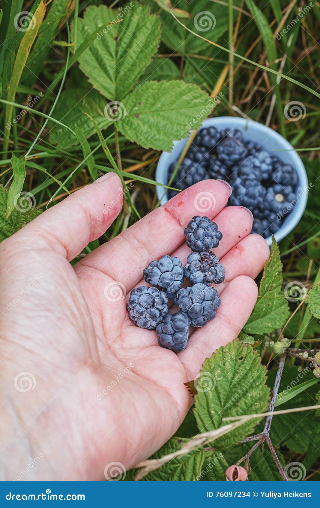 In the Hand Berries Ripe Blackberries. Stock Photo - Image of ...