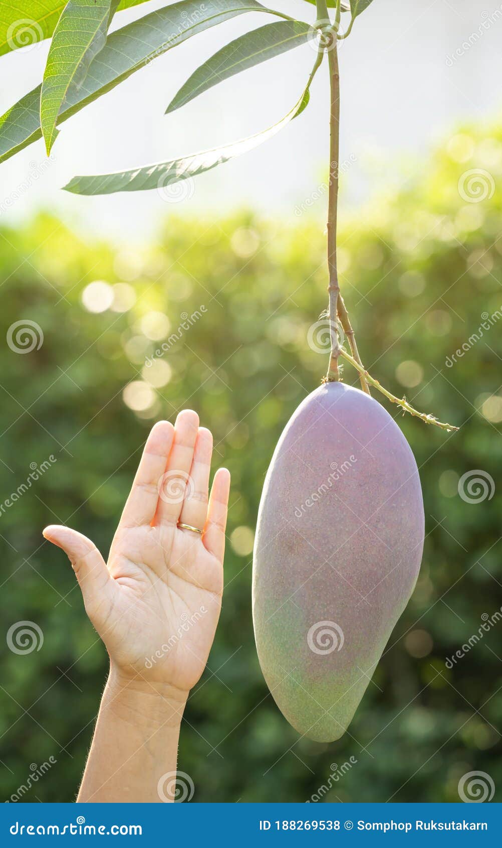 Hand And Big Red Ivory Mango Fruit On A Mango Tree In Mango Garden ...