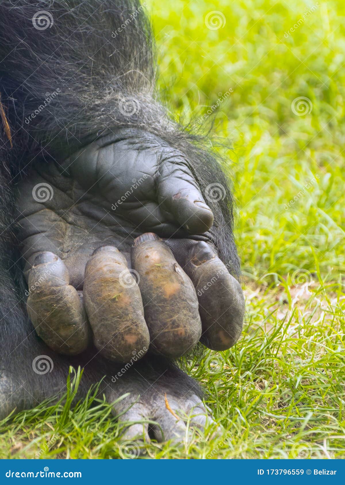 Hand of a Big Western Lowland Gorilla Male Stock Image - Image of ...