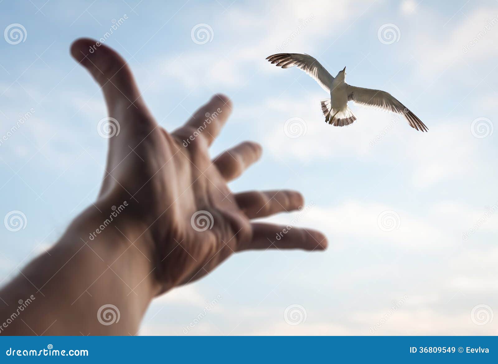 Hand and bird in the sky. stock image. Image of bird - 36809549