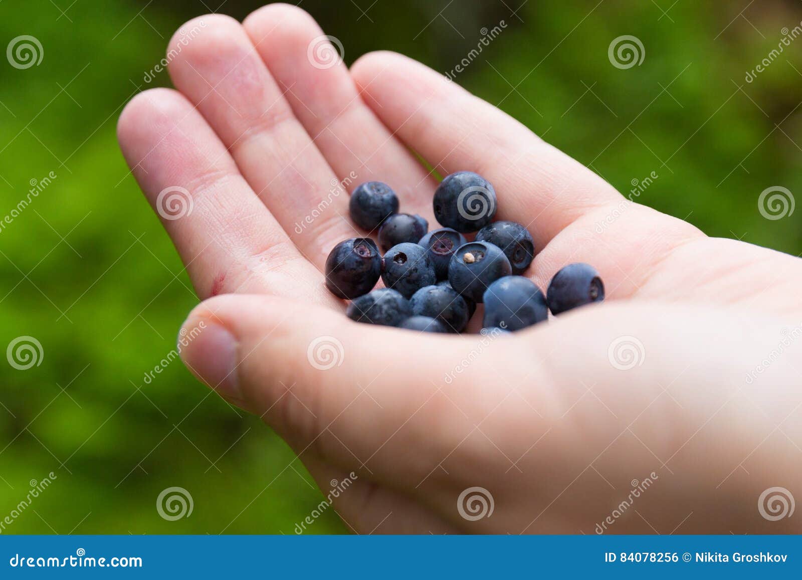 Hand with blueberry stock photo. Image of whortleberry - 84078256