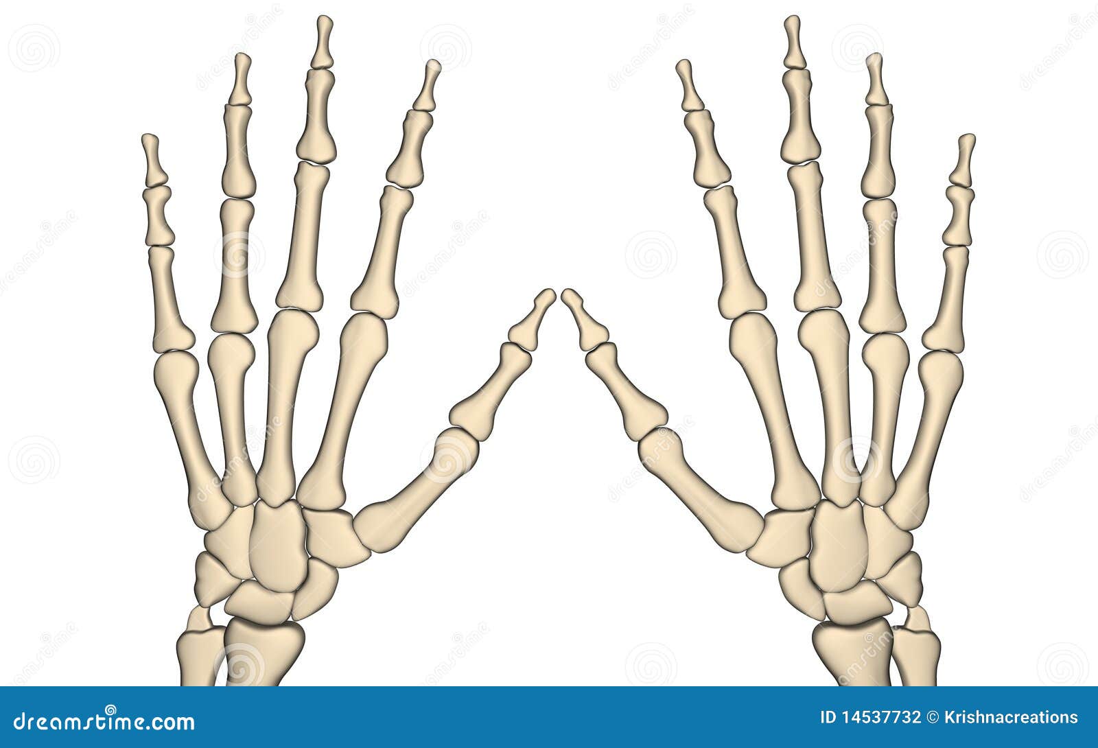Hand bone stock illustration. Illustration of medicine - 14537732