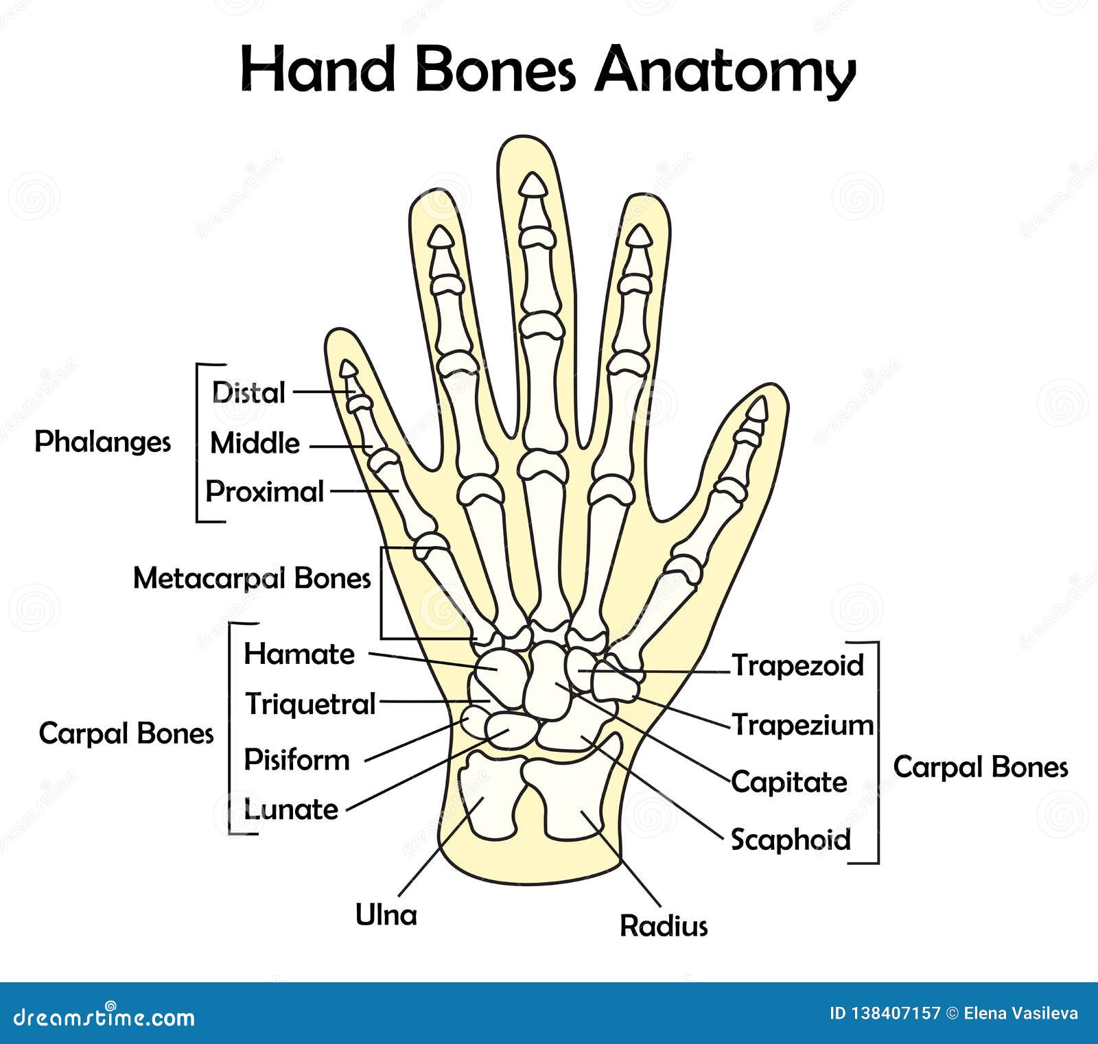 Hand Bone Anatomy with Detail Vector Illustration Stock Vector ...
