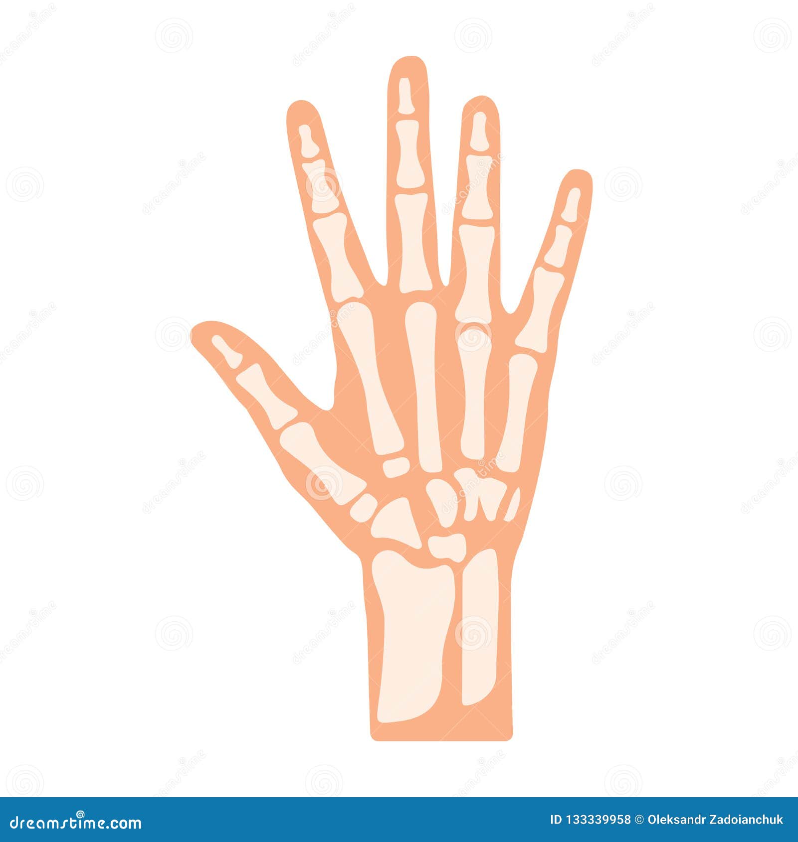 Hand Bone with Detail Vector Stock Vector - Illustration of doctor ...