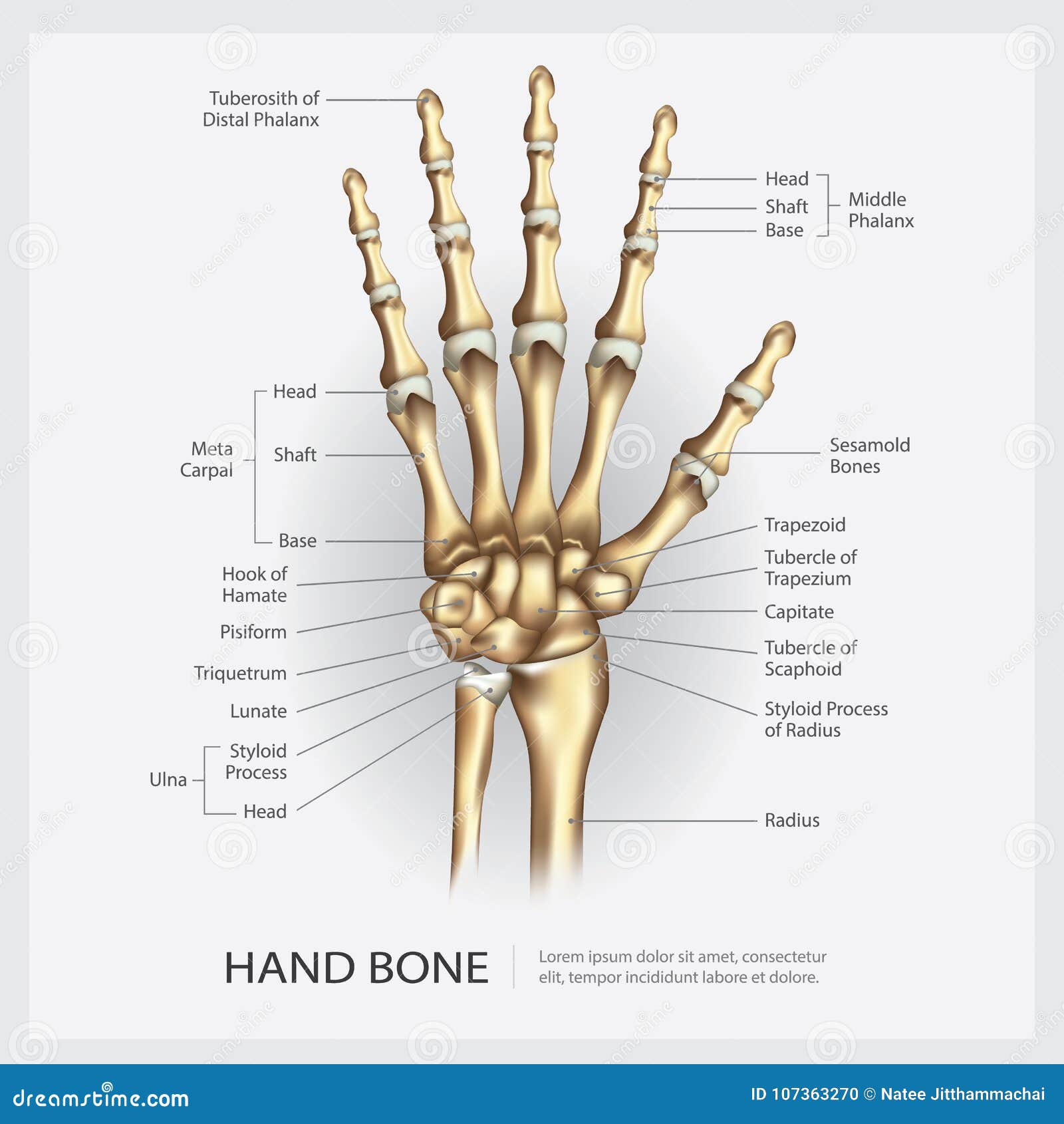 Hand Bone with Detail stock vector. Illustration of articulation ...