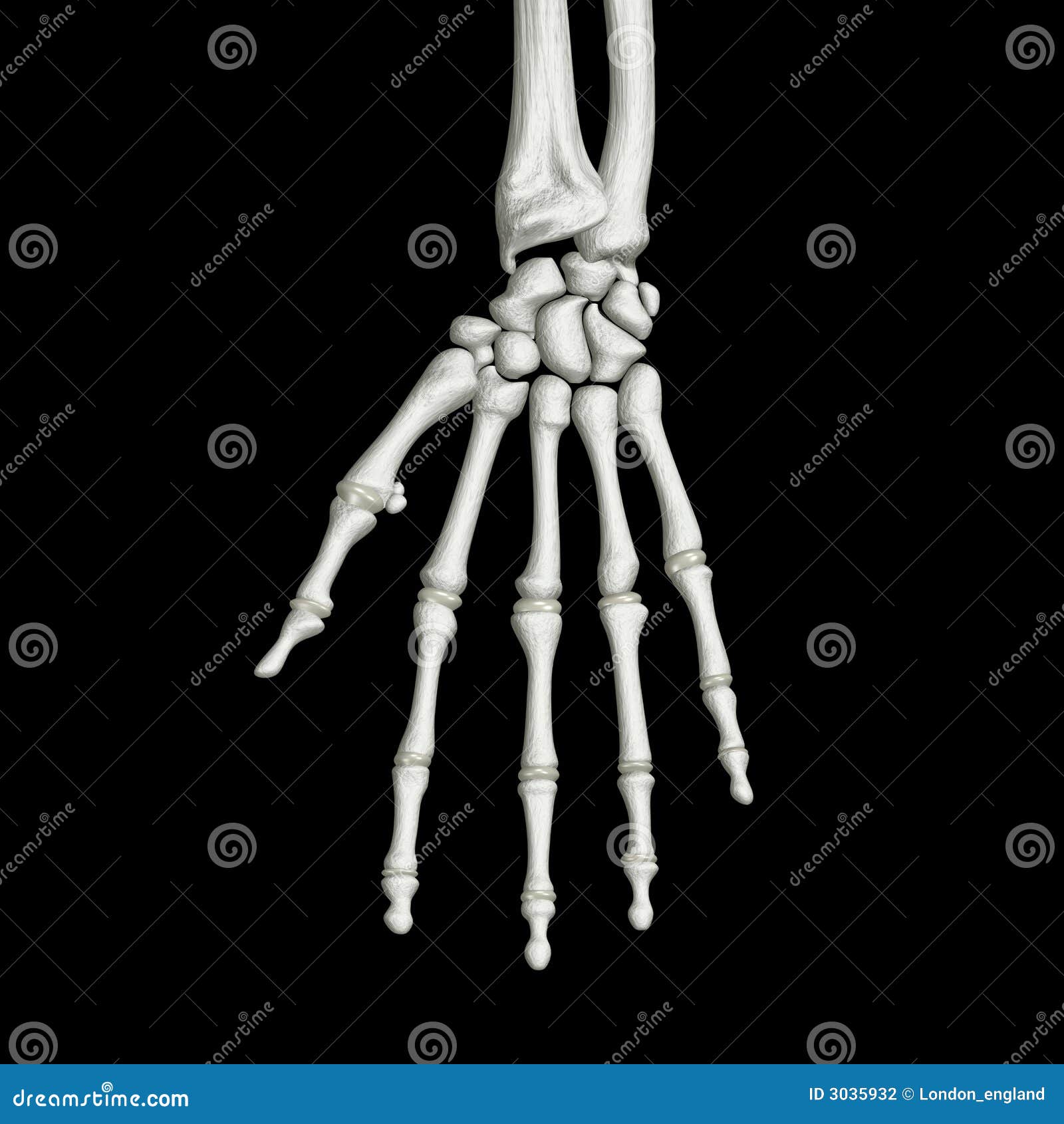 Hand Bones stock illustration. Illustration of healthy - 3035932