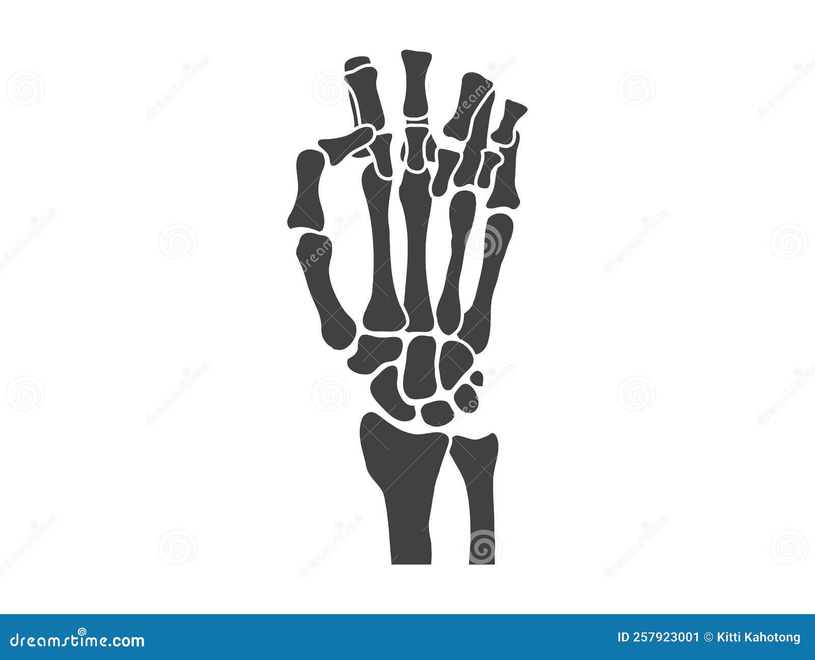 Hand Bones Black and White Human Skeleton Bone Hands Stock Illustration ...