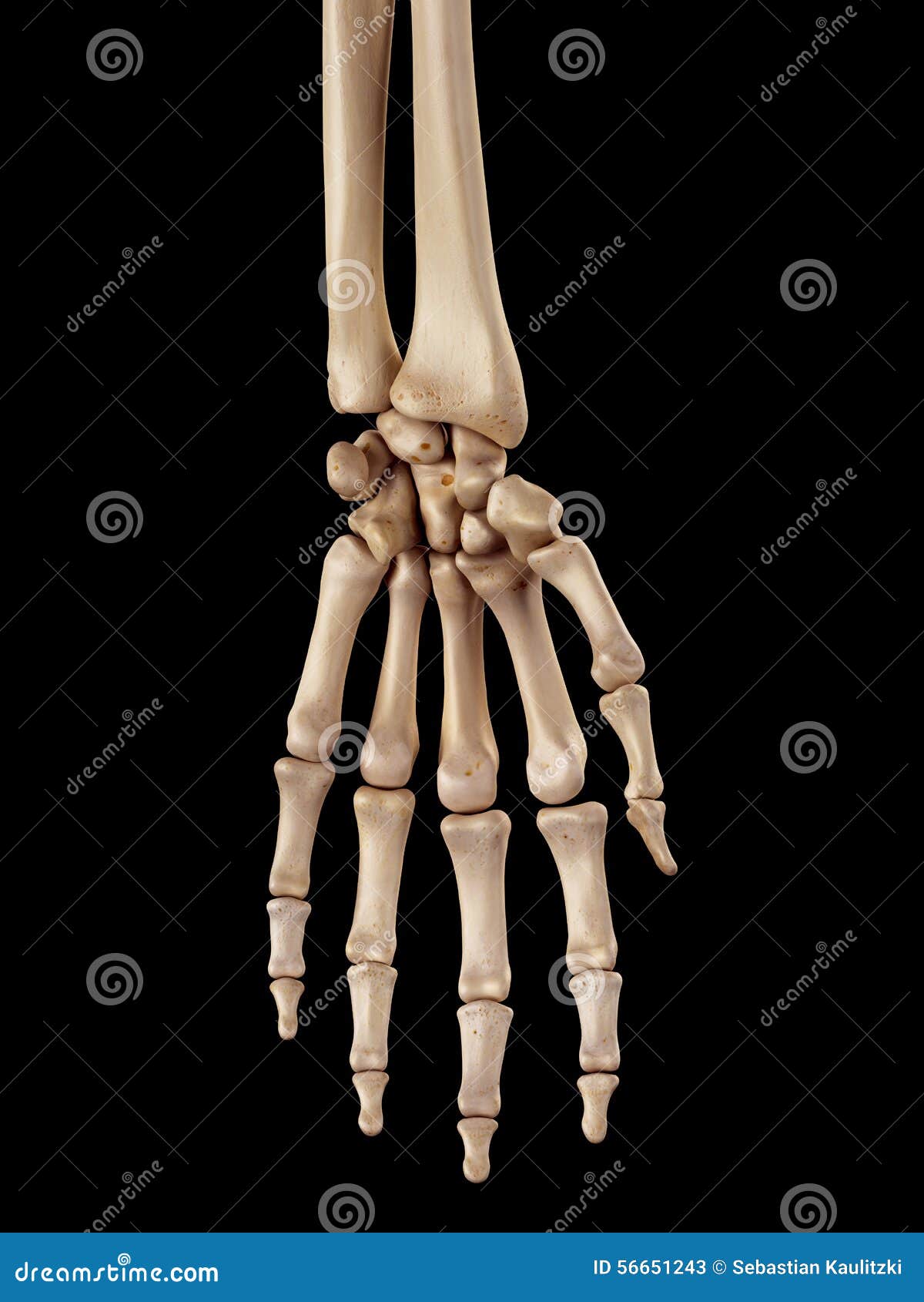 The hand bones stock illustration. Illustration of skeleton - 56651243