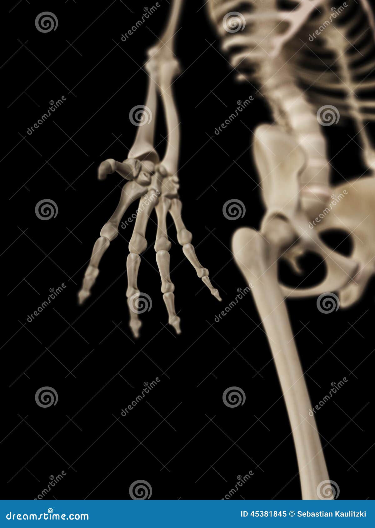 Hand Bones Vector Illustration. Labeled Educational Arm Structure ...